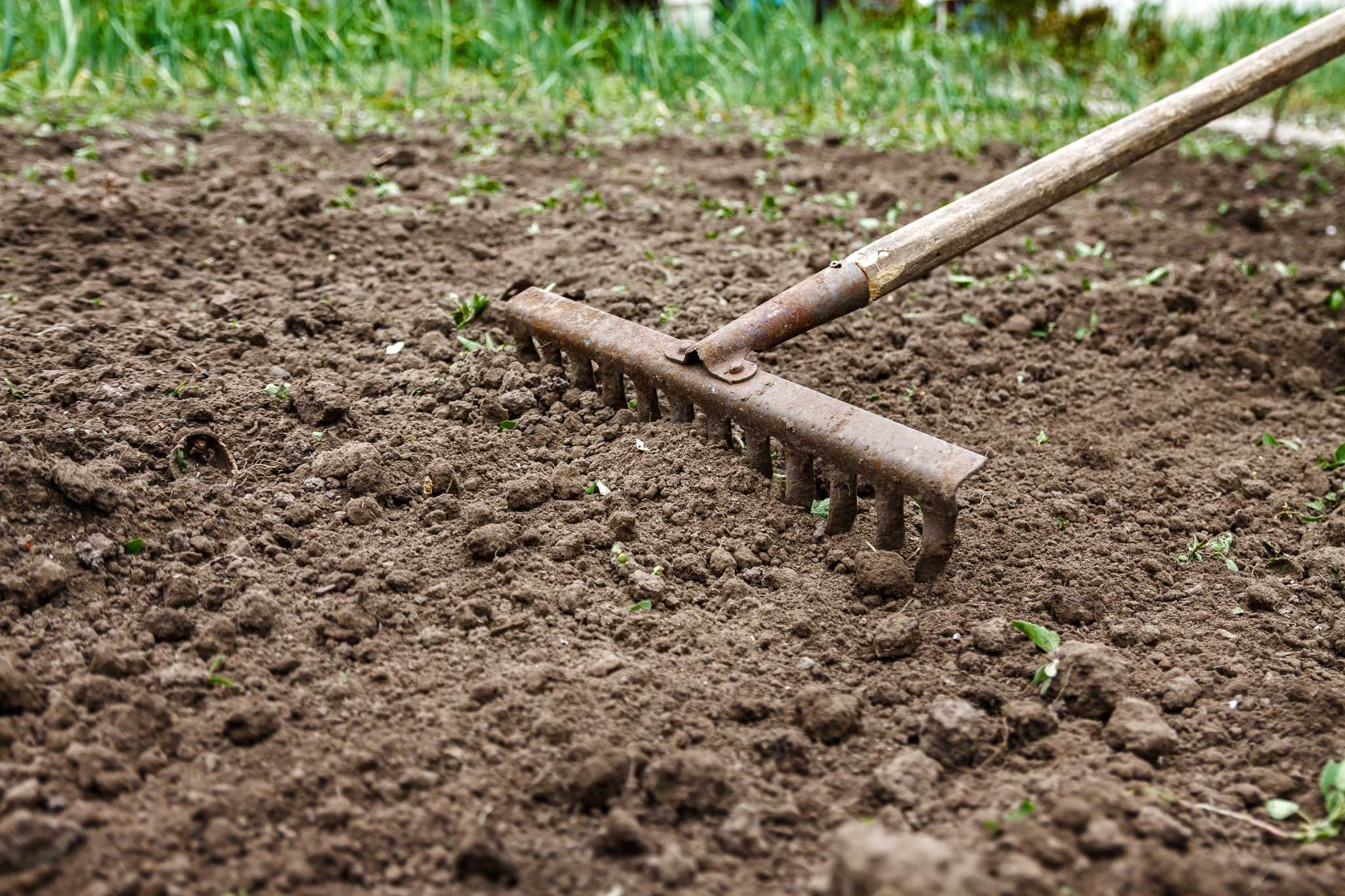 How to Eliminate White Fungus From Garden Soil