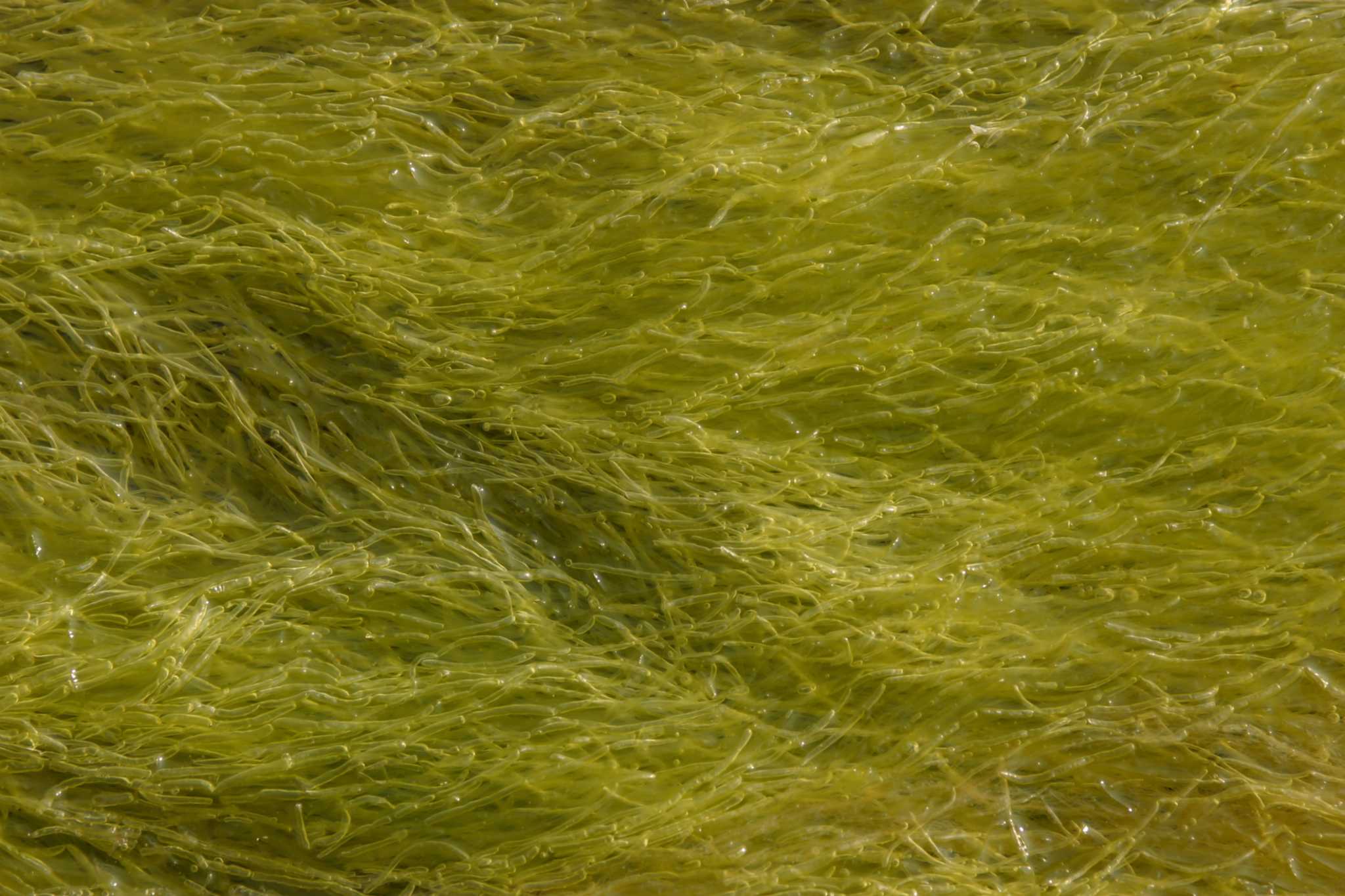 Eliminating Lawn Moss
