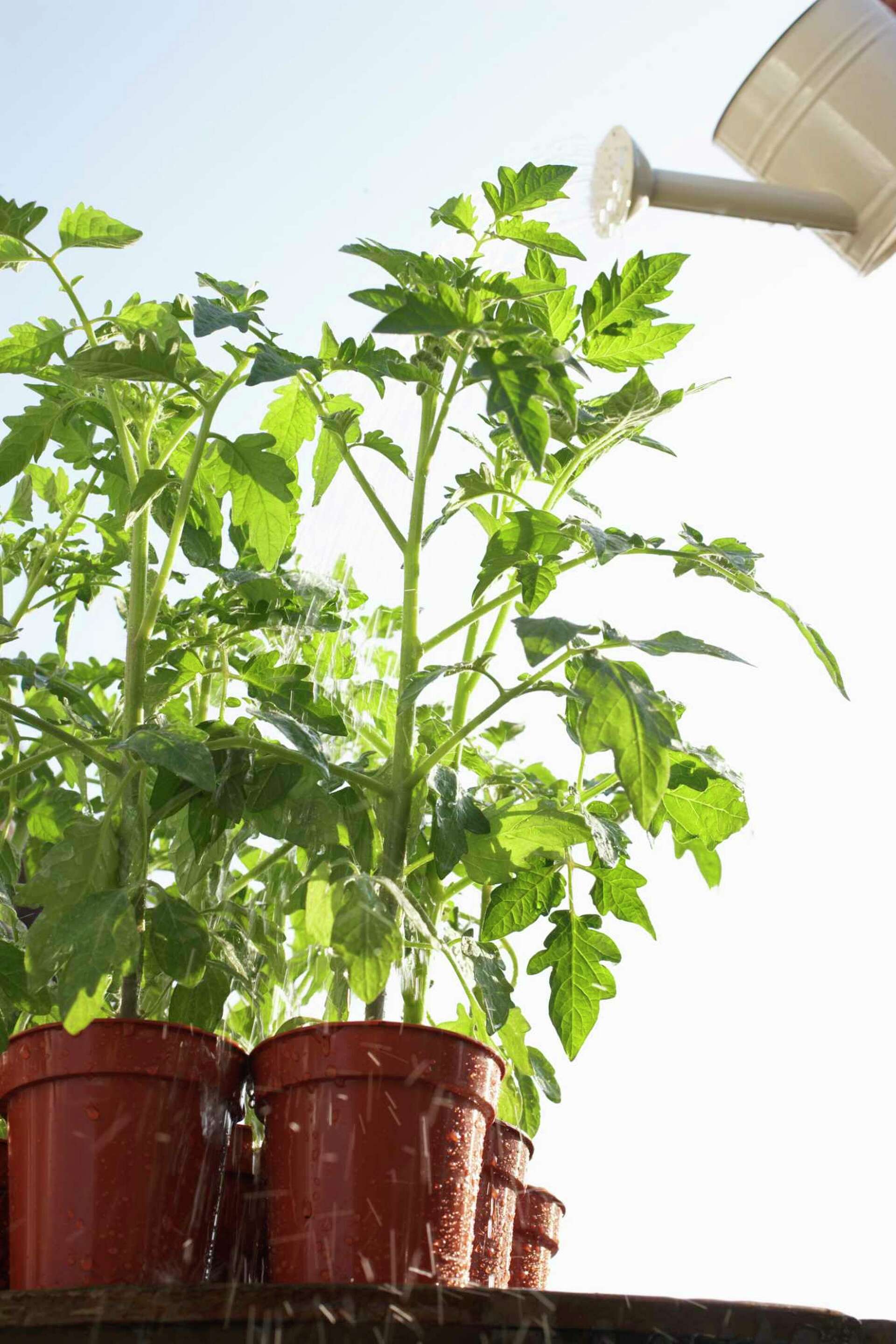 Remedy for Nitrogen Overdose on Tomato Plants