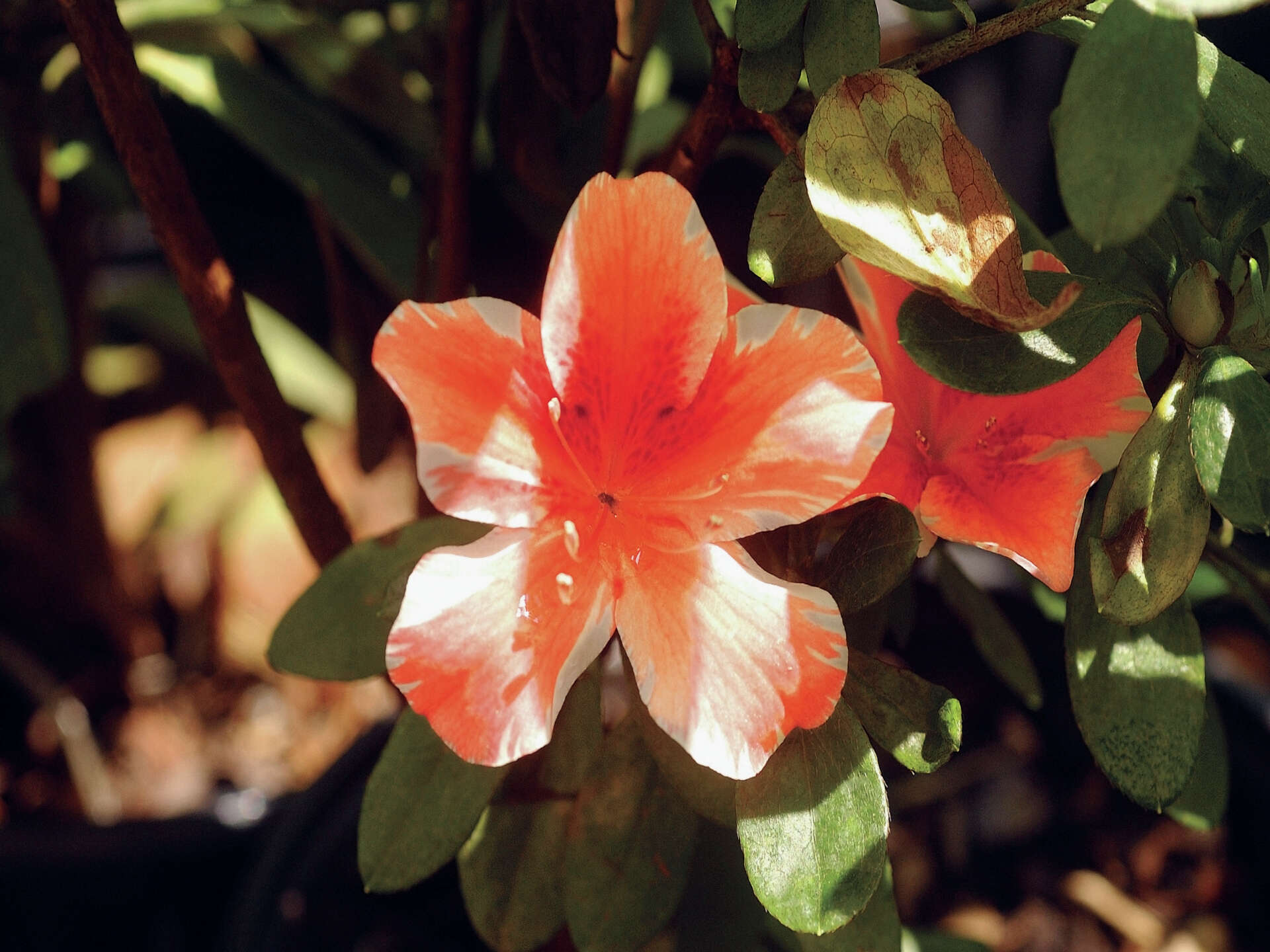 Encore Azalea Problems