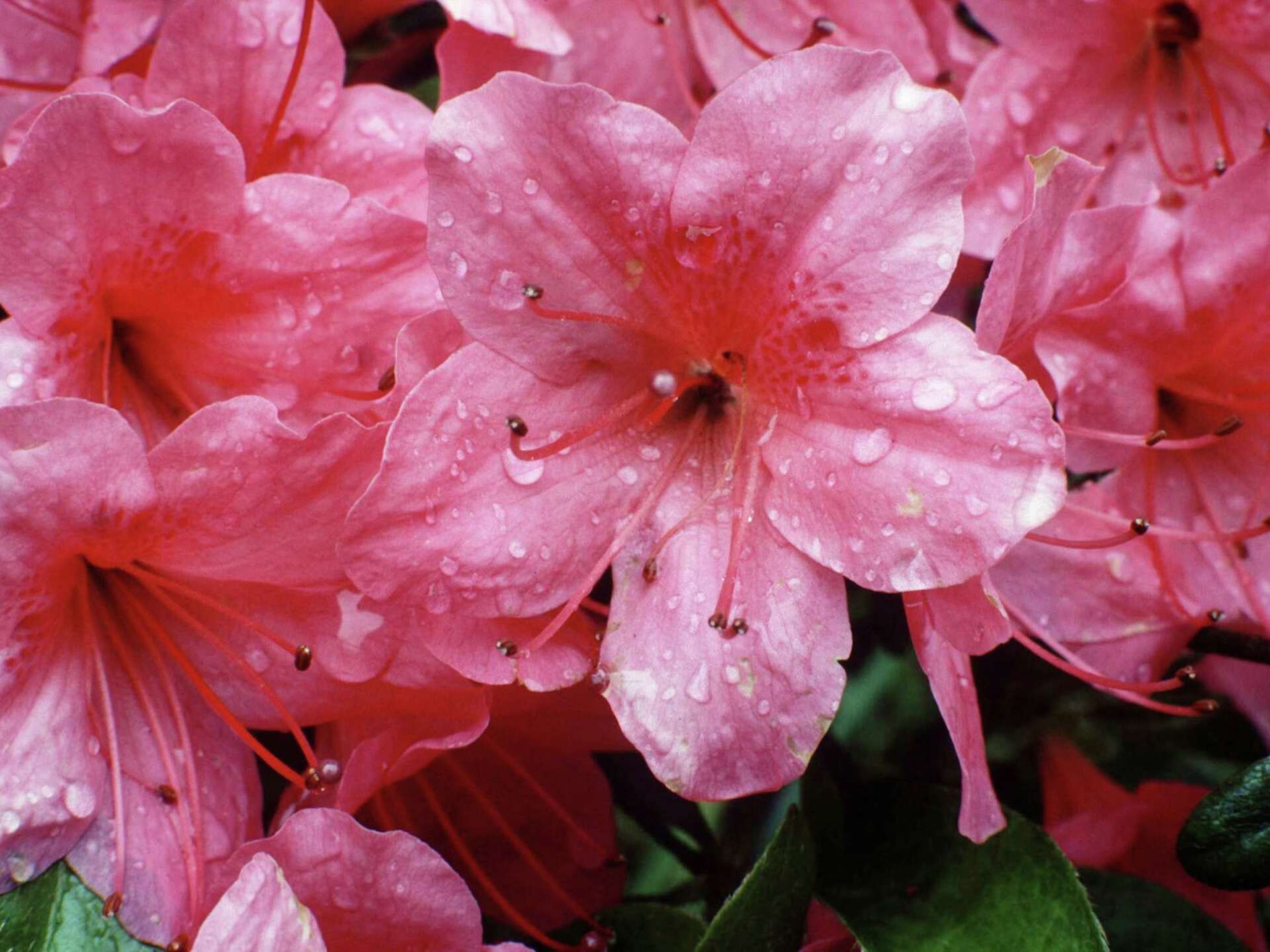 How to Prune Overgrown Azaleas