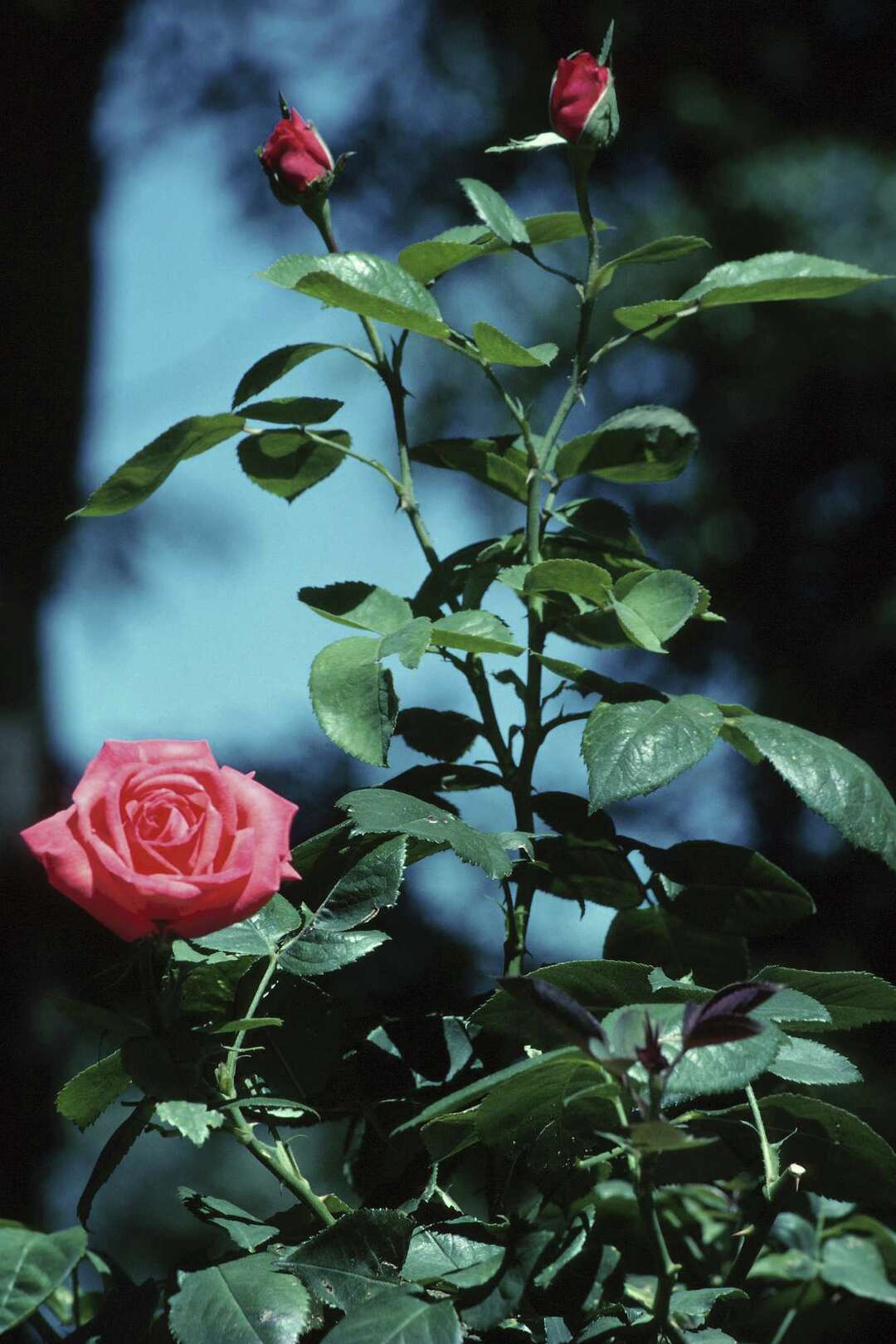 How to Plant Rose Bushes in the Spring