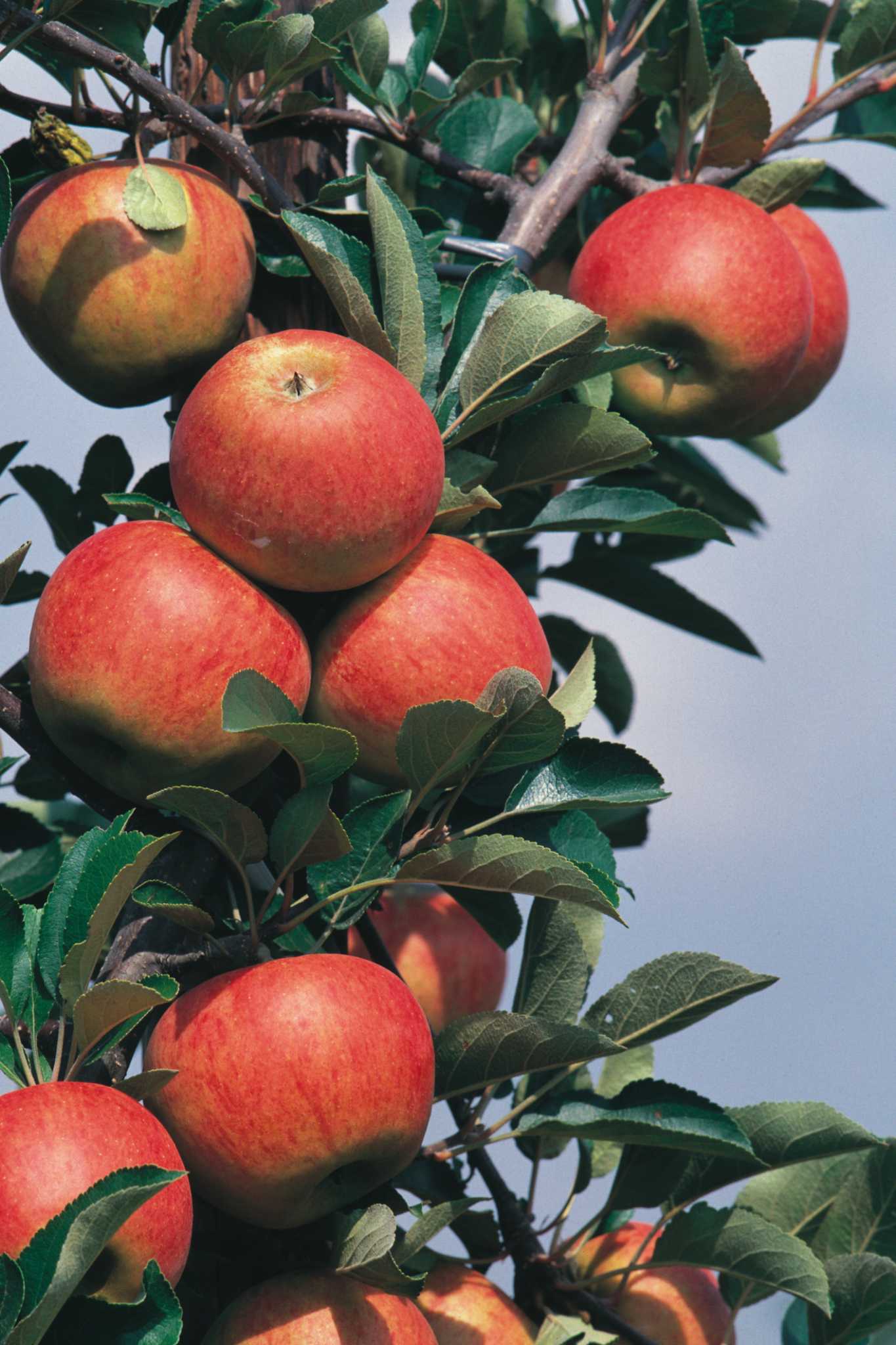 Fertilizing Columnar Apples