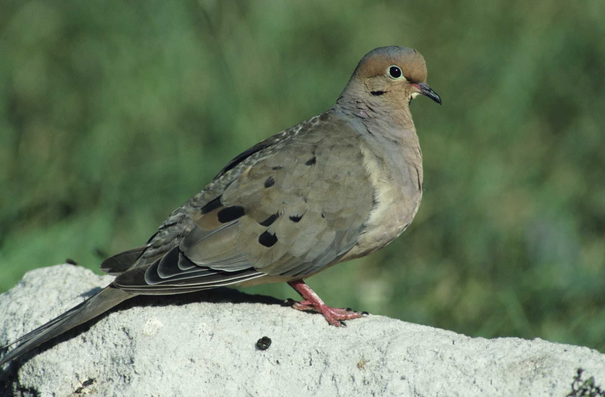 How to Entice Doves to a Yard