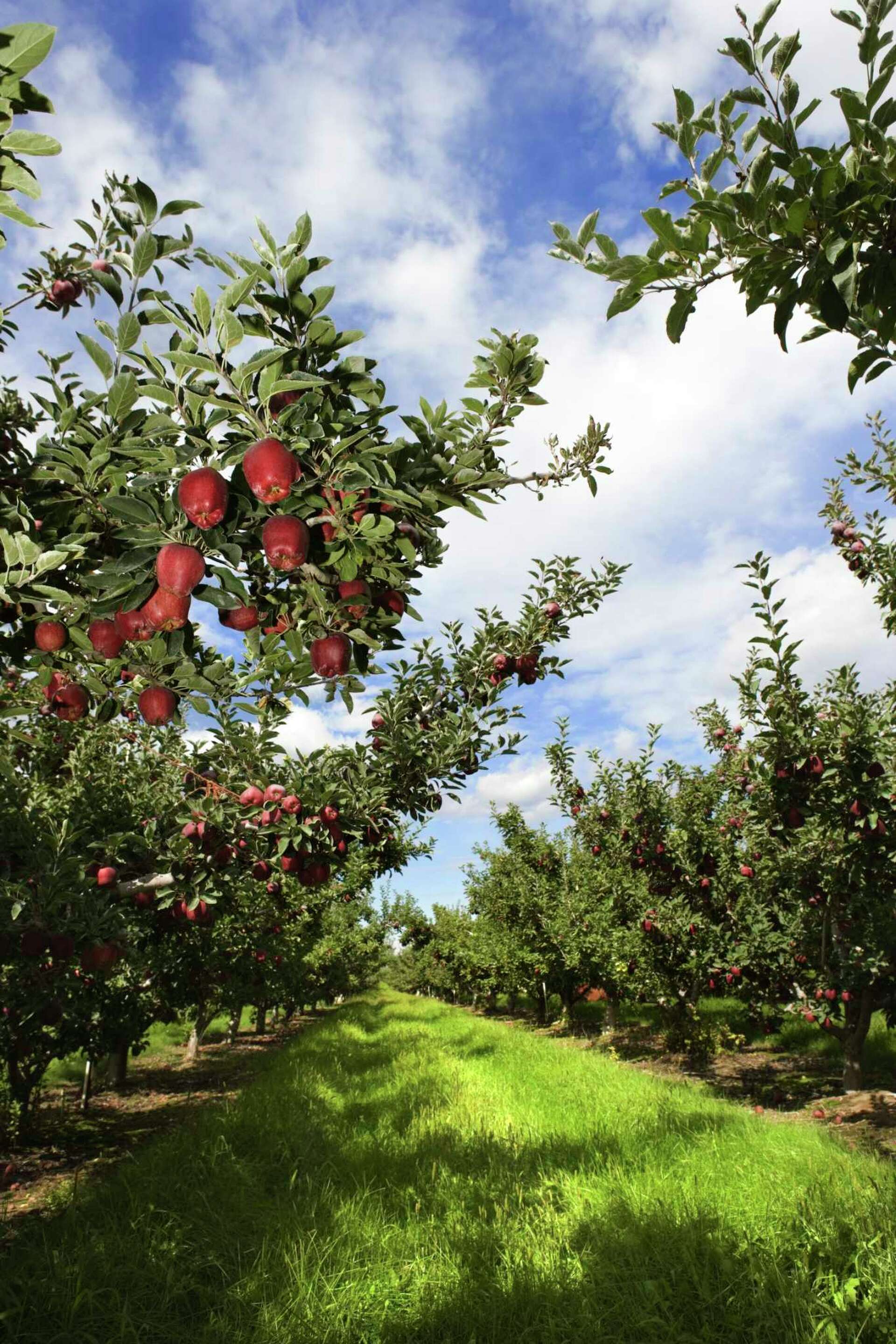 How to Treat Wounds on an Apple Tree