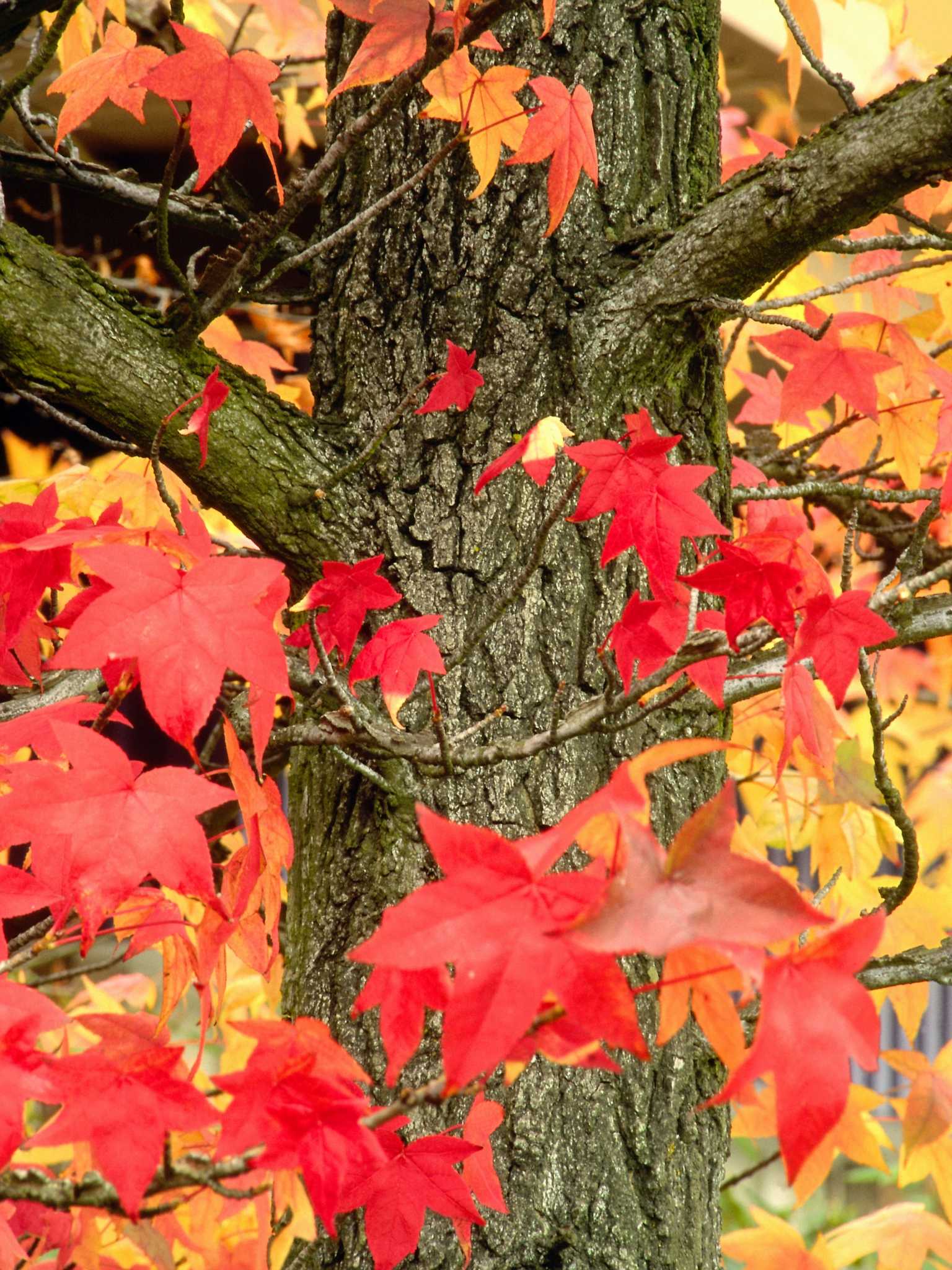 Environmental Effects of Rubber Mulch