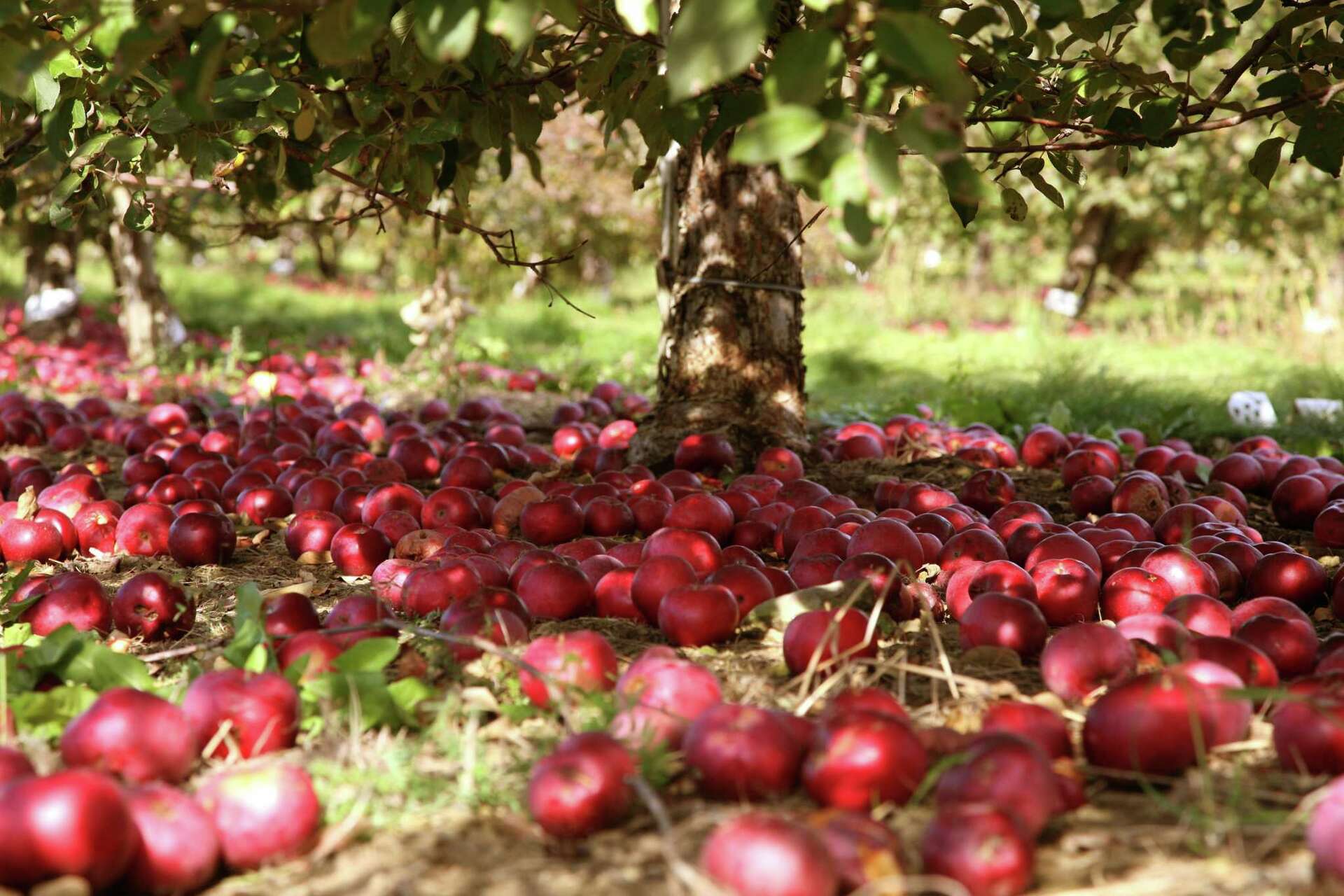 How to Save Apple Trees After Rodent Damage