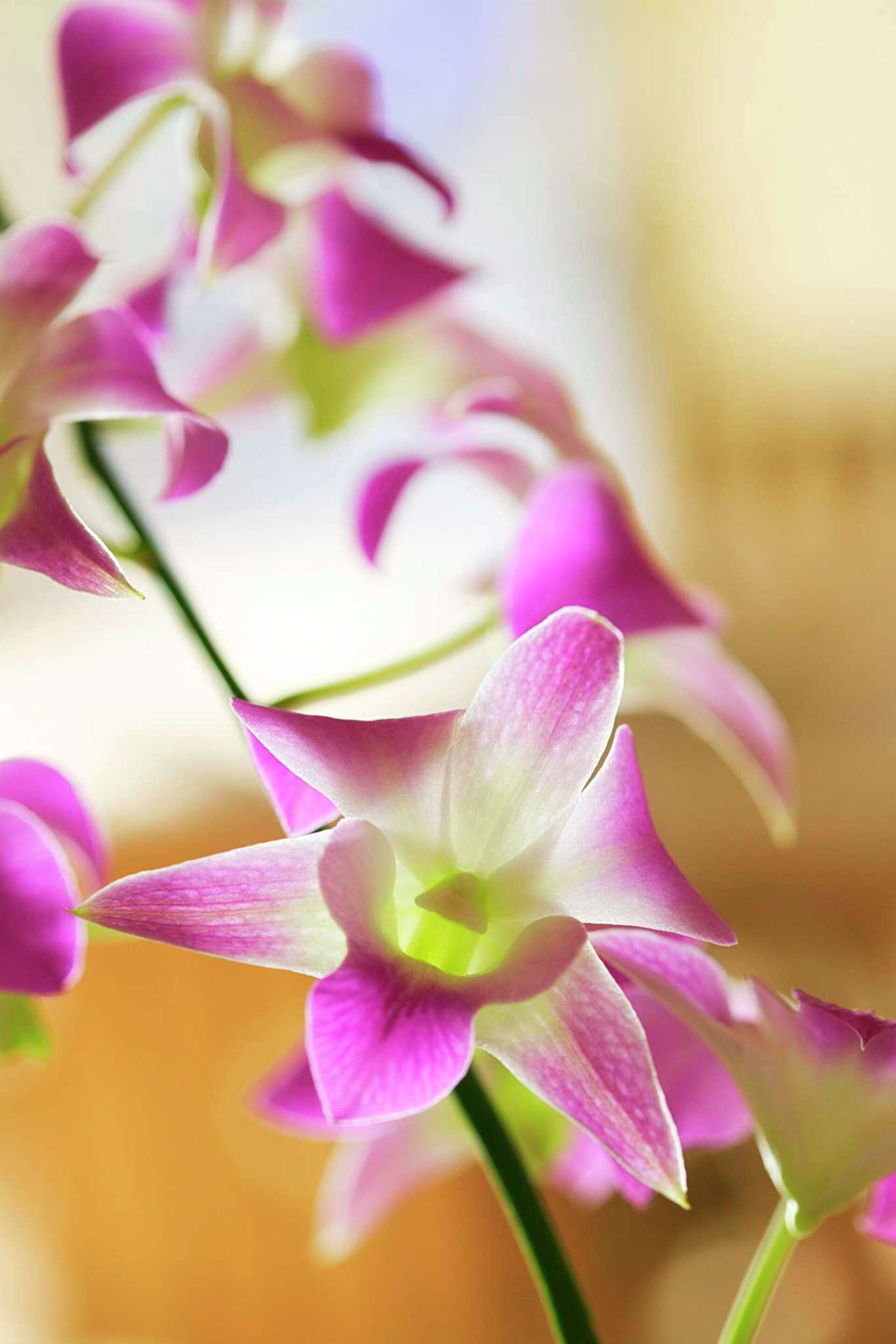 What Environment Do Orchids Like?