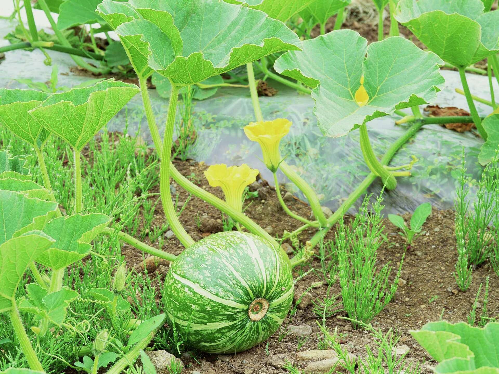 What Environment Does Watermelon Grow Best In?