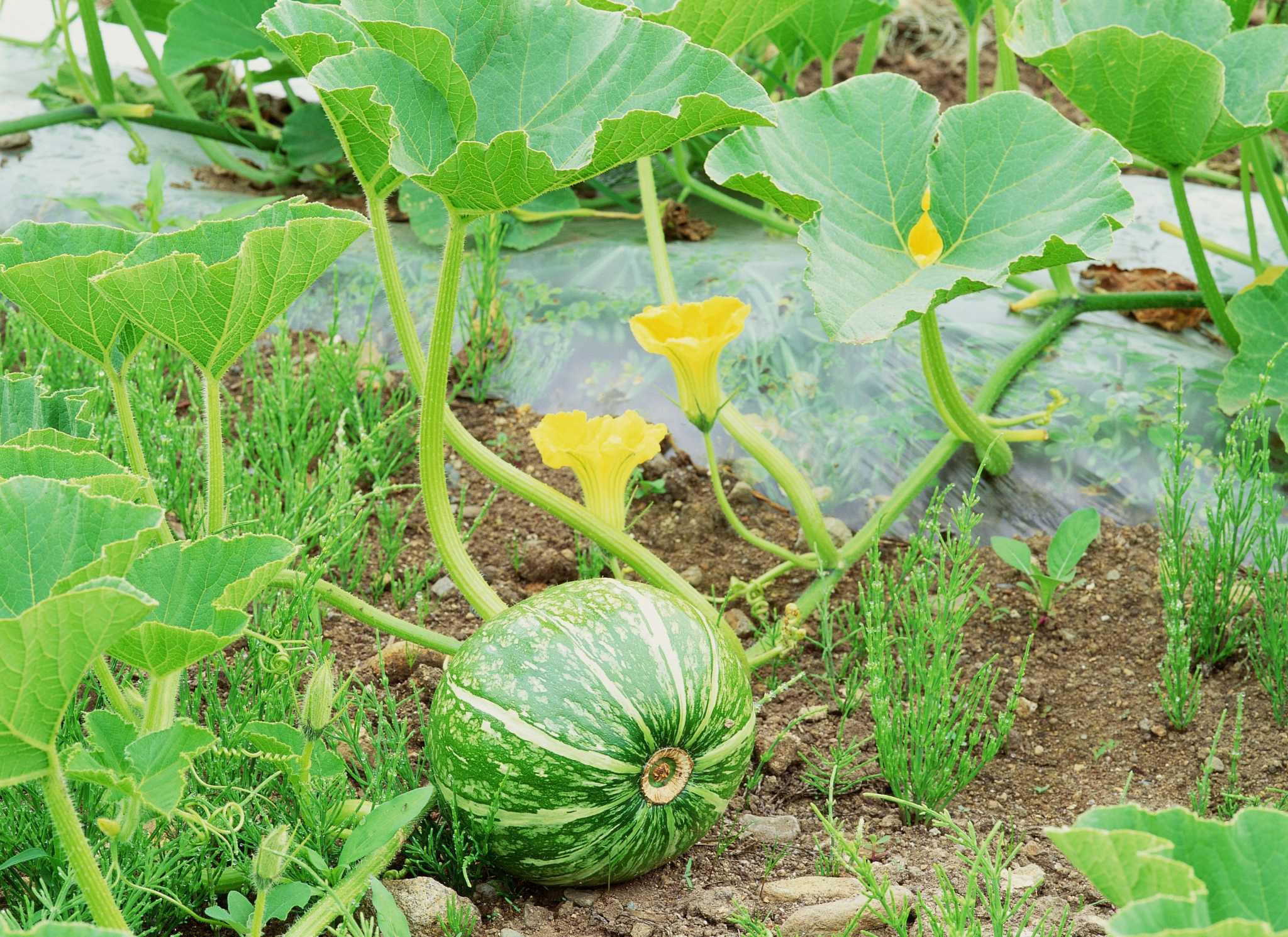 What Environment Does Watermelon Grow Best In?