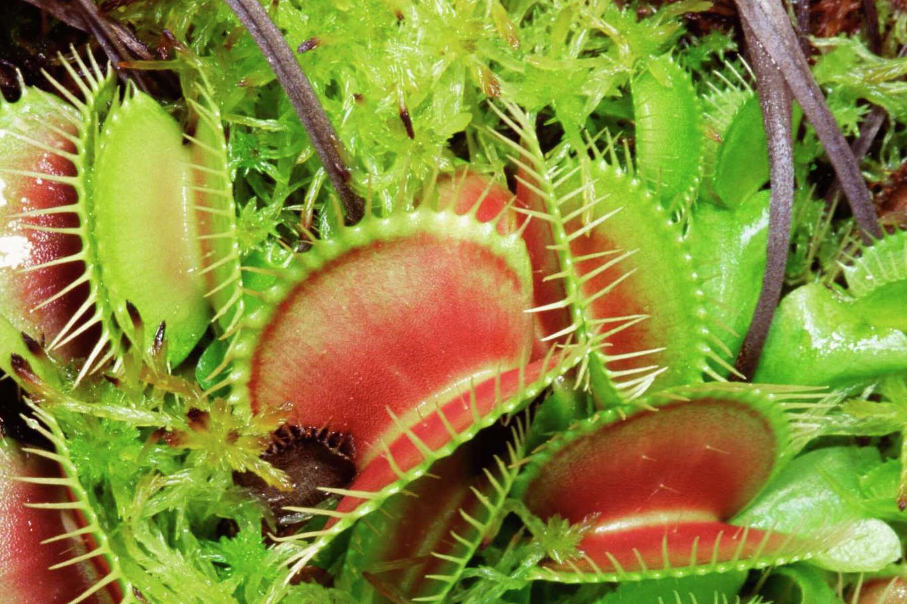 Venus Flytrap Vitamins