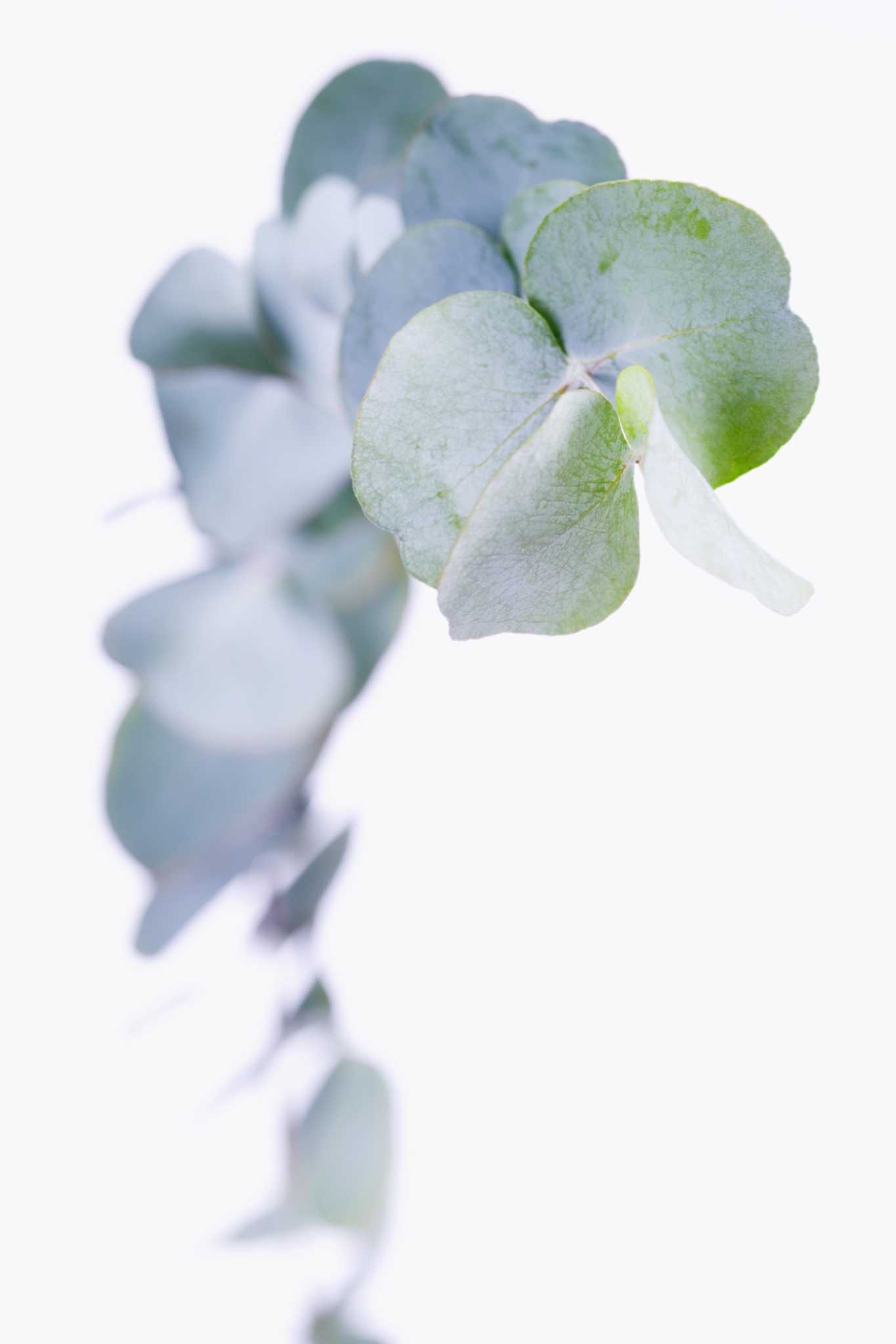 Trees That Smell Like Menthol