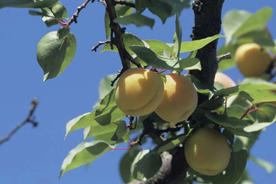 Apricot Trees With Leaking Sap & Dead Branches