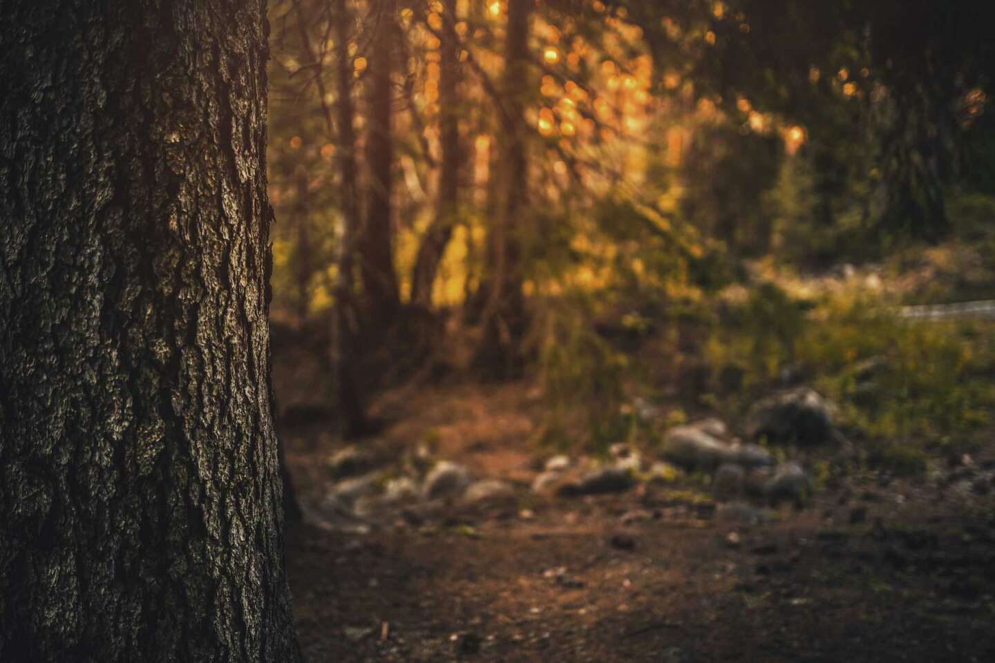 Evergreen Shade Tree With Noninvasive Roots & No Droppings