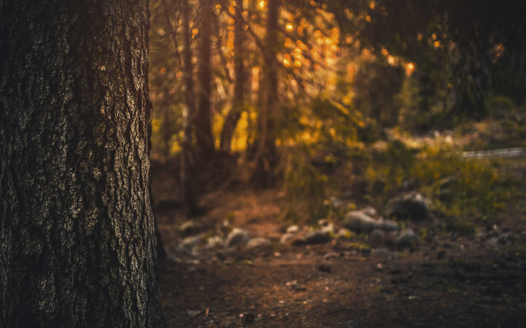 Evergreen Shade Tree With Noninvasive Roots & No Droppings