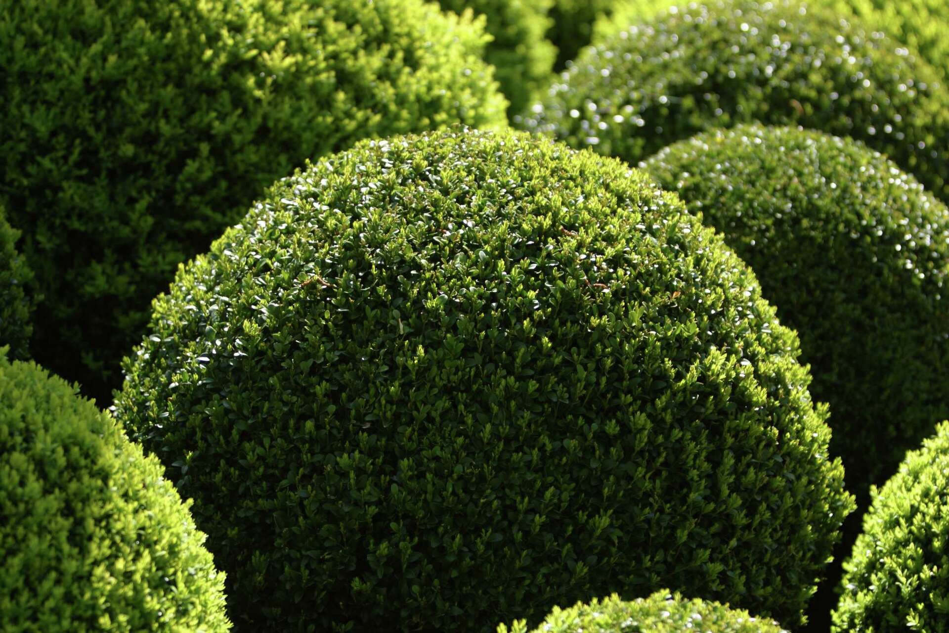 How to Do a Bubbler Sprinkler System