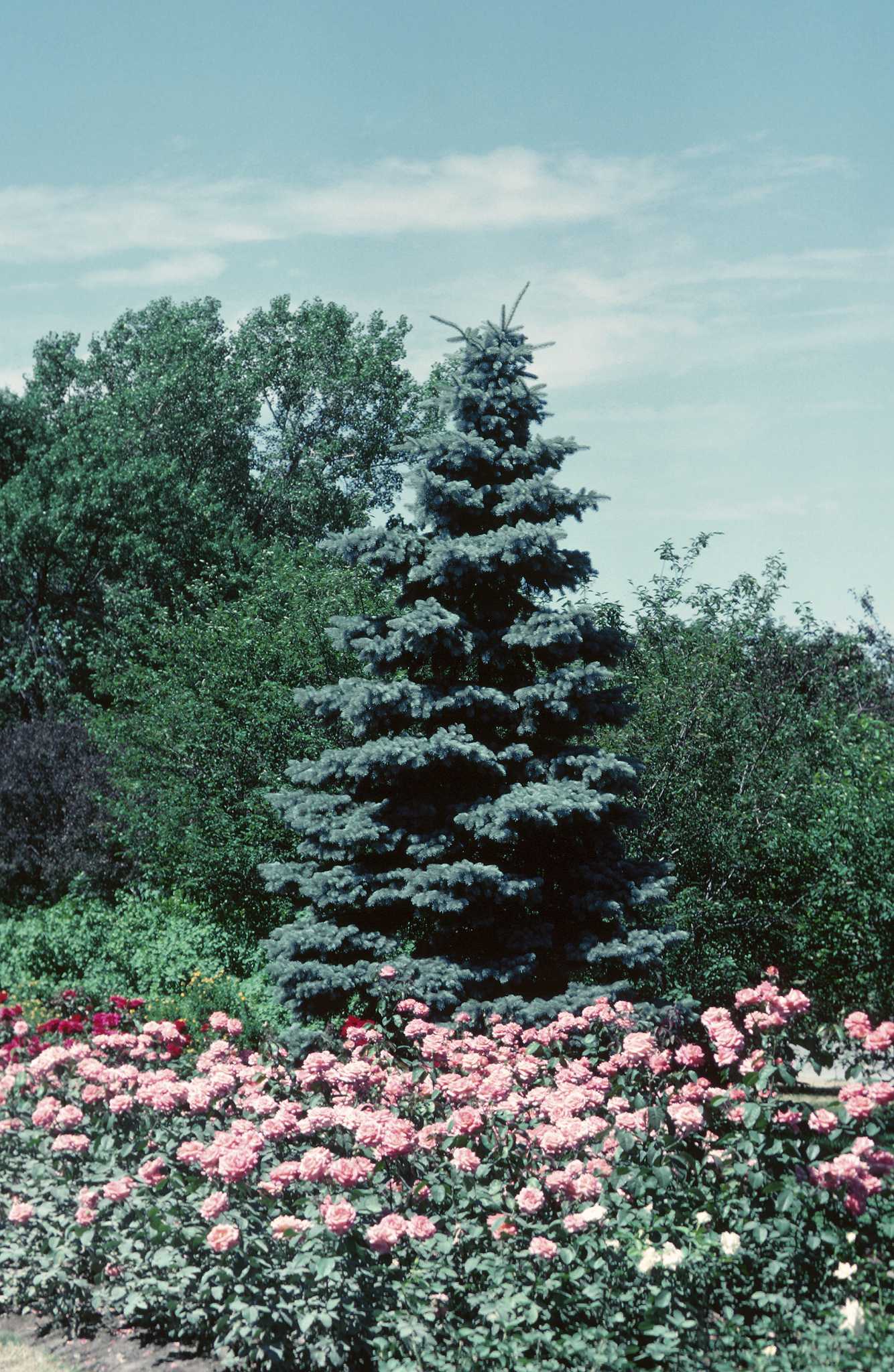 What Causes a Spruce Tree to Turn Light Green?