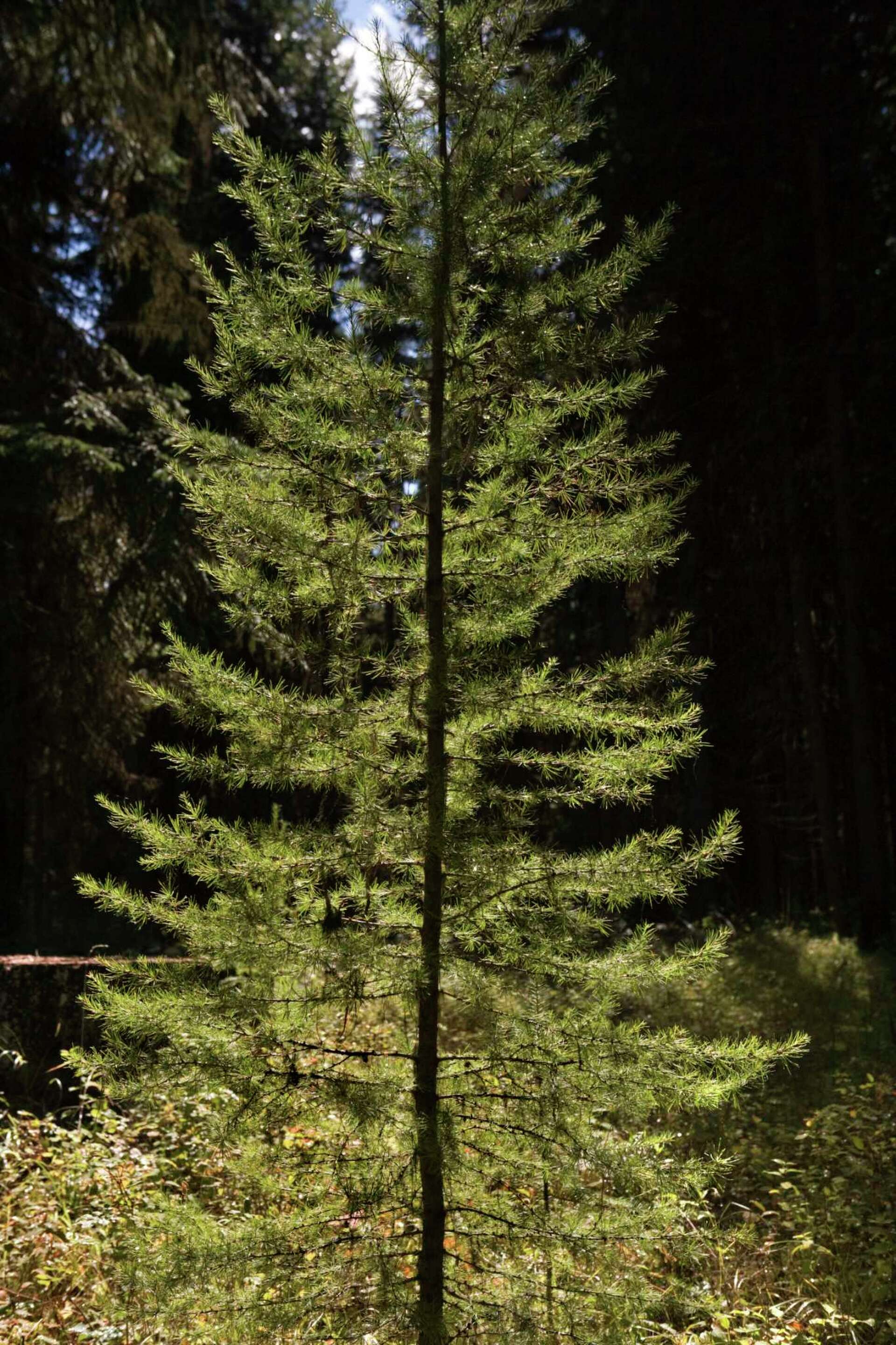 How to Put Mulch Around Pine Trees