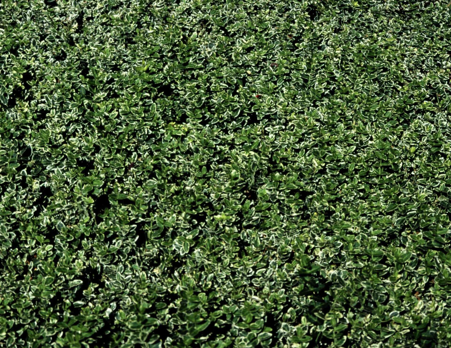 How to Plant an English Laurel