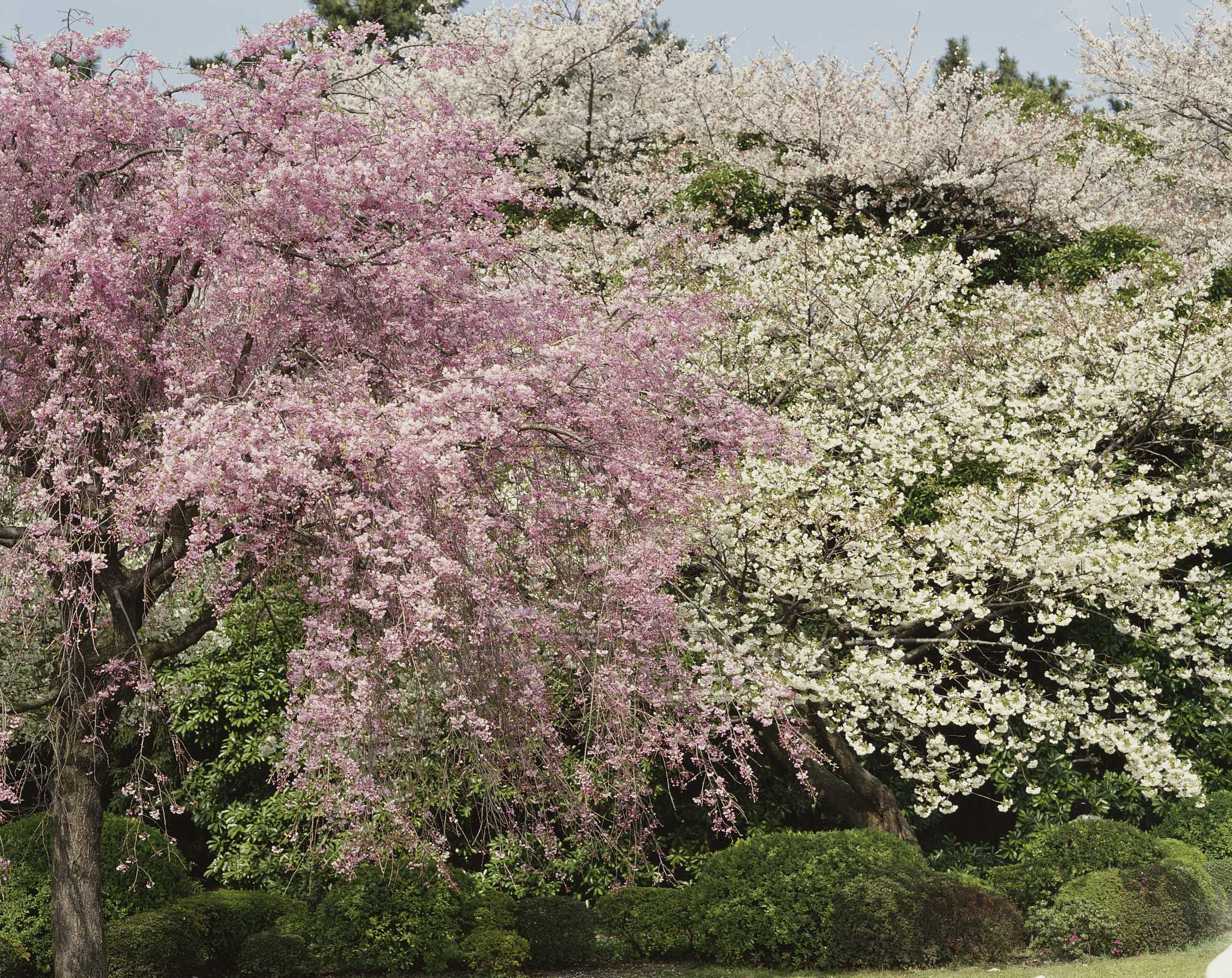 Arching Shrubs
