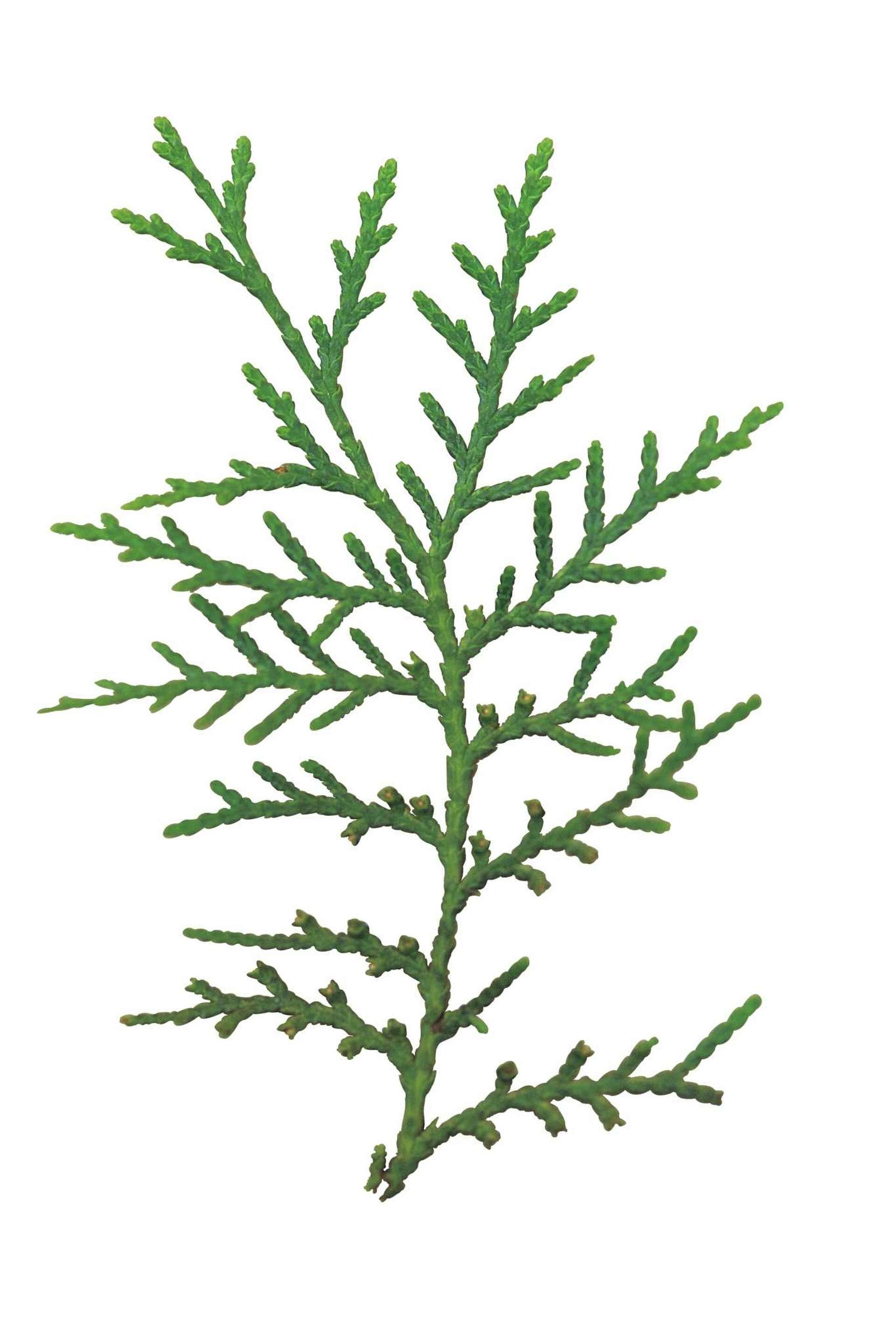 How to Prune a Cedar Tree