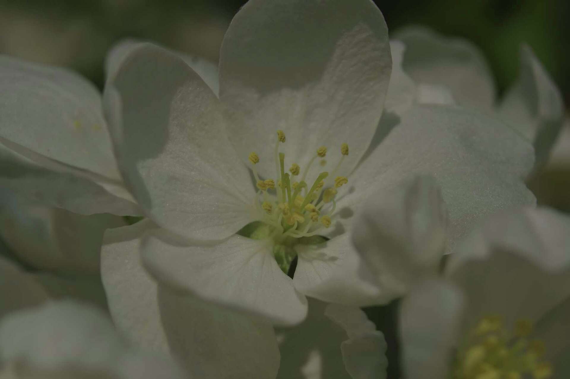 Do Aristocrat Pear Trees Produce Edible Pears?