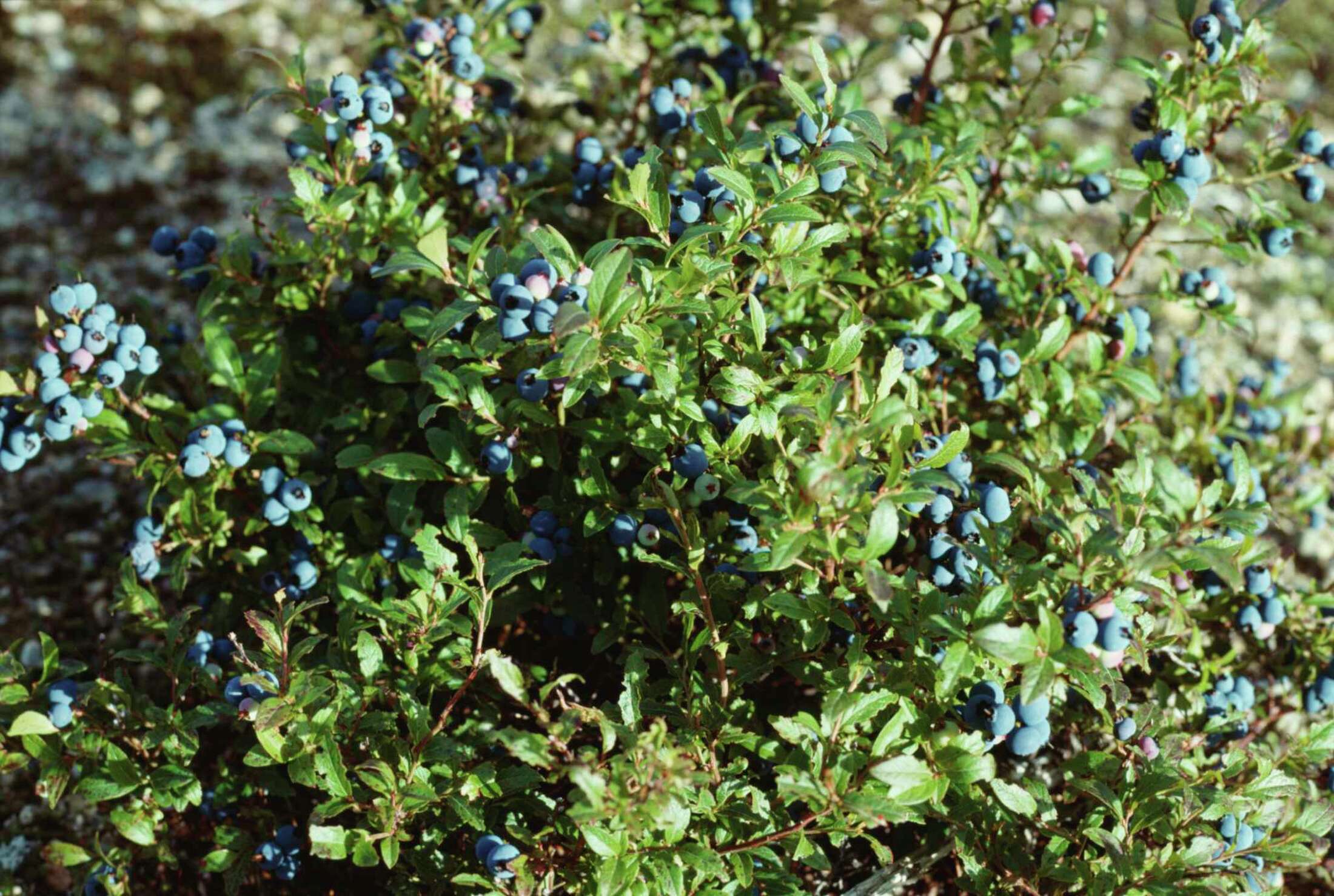 How to Restore Overgrown Highbush Blueberries