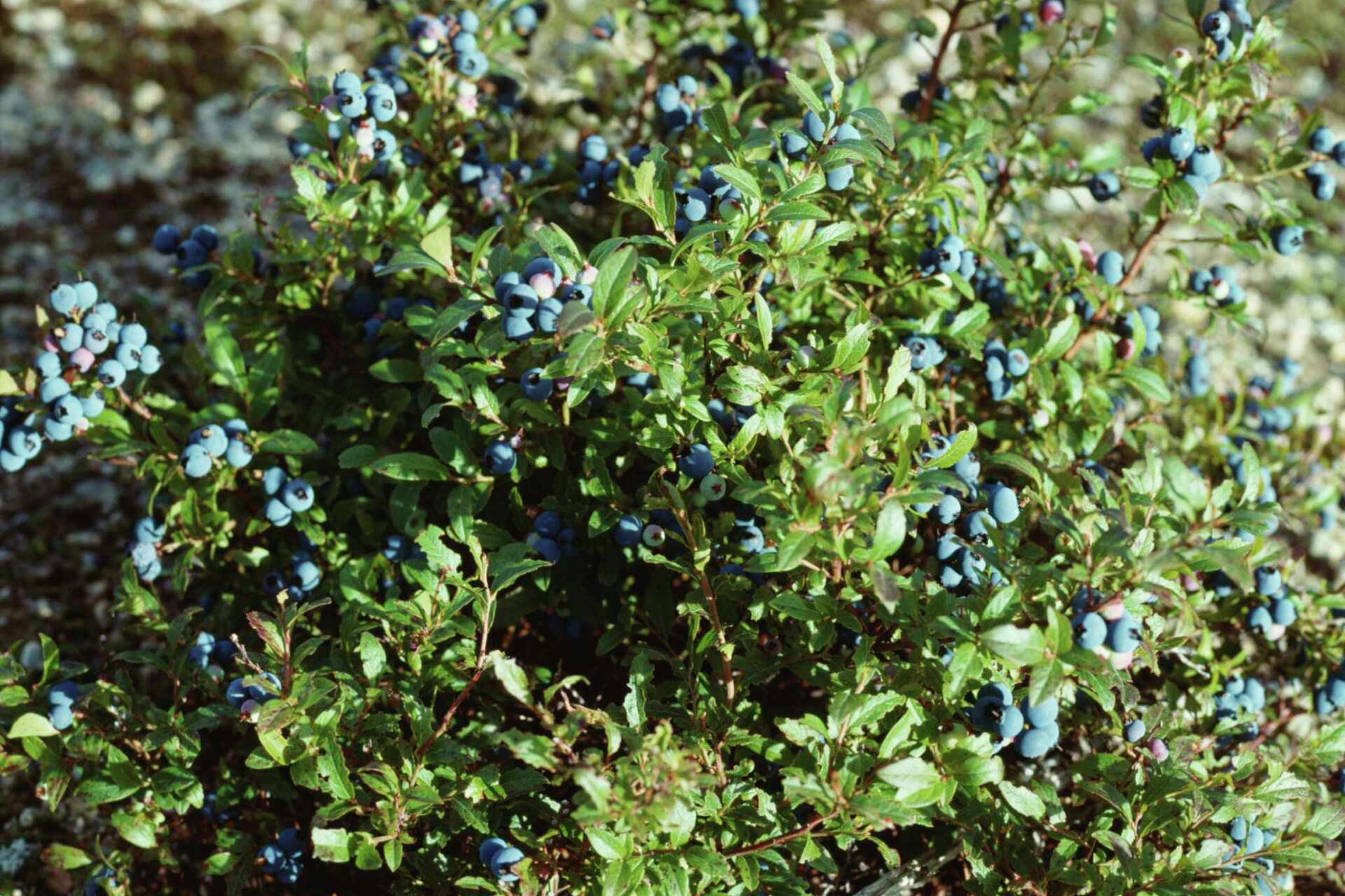 How to Grow Blueberry Bushes Under Pines