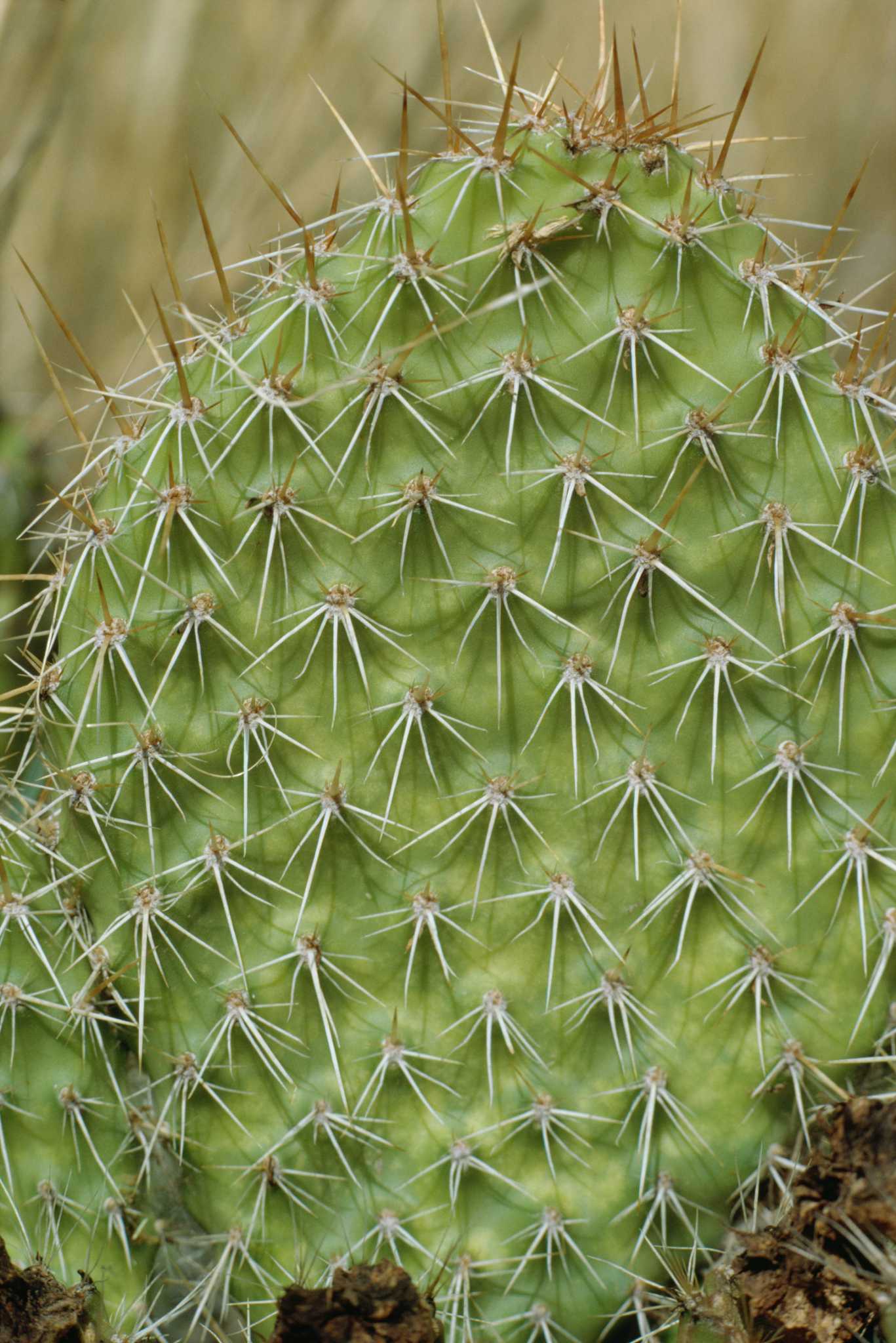 How to Exterminate Cactus Coreid Bugs