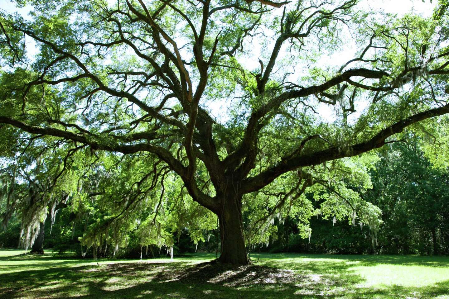 The Root Zone for Live Oak Trees