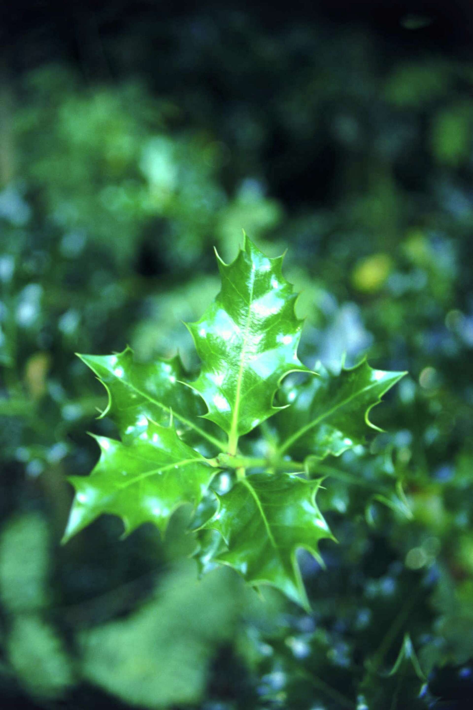 How to Plant a Holly Hedge
