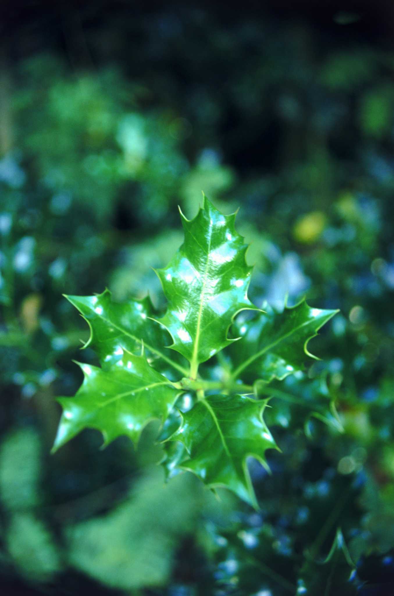 How to Plant a Holly Hedge
