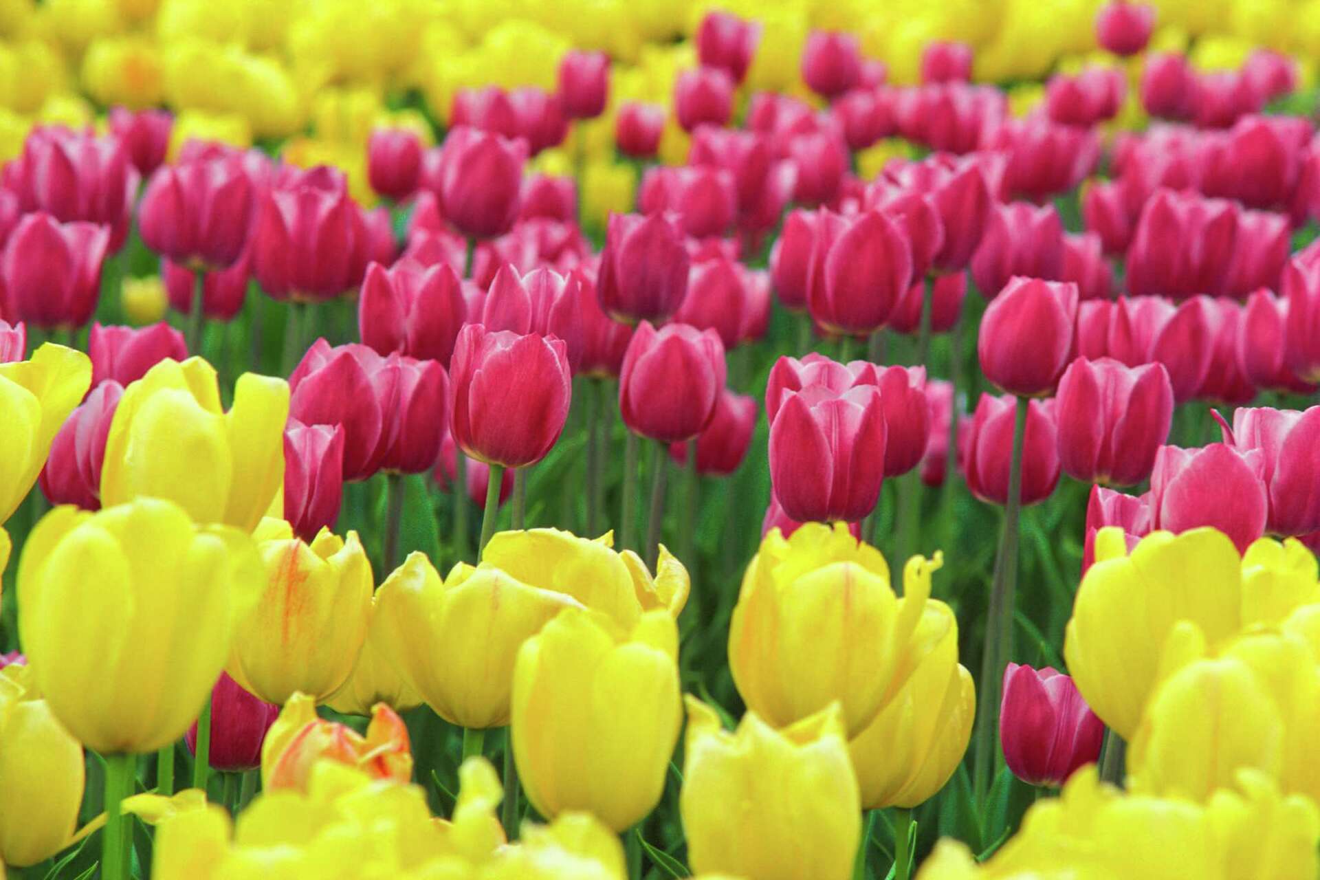 What Factors Affect How a Flower Absorbs Water?