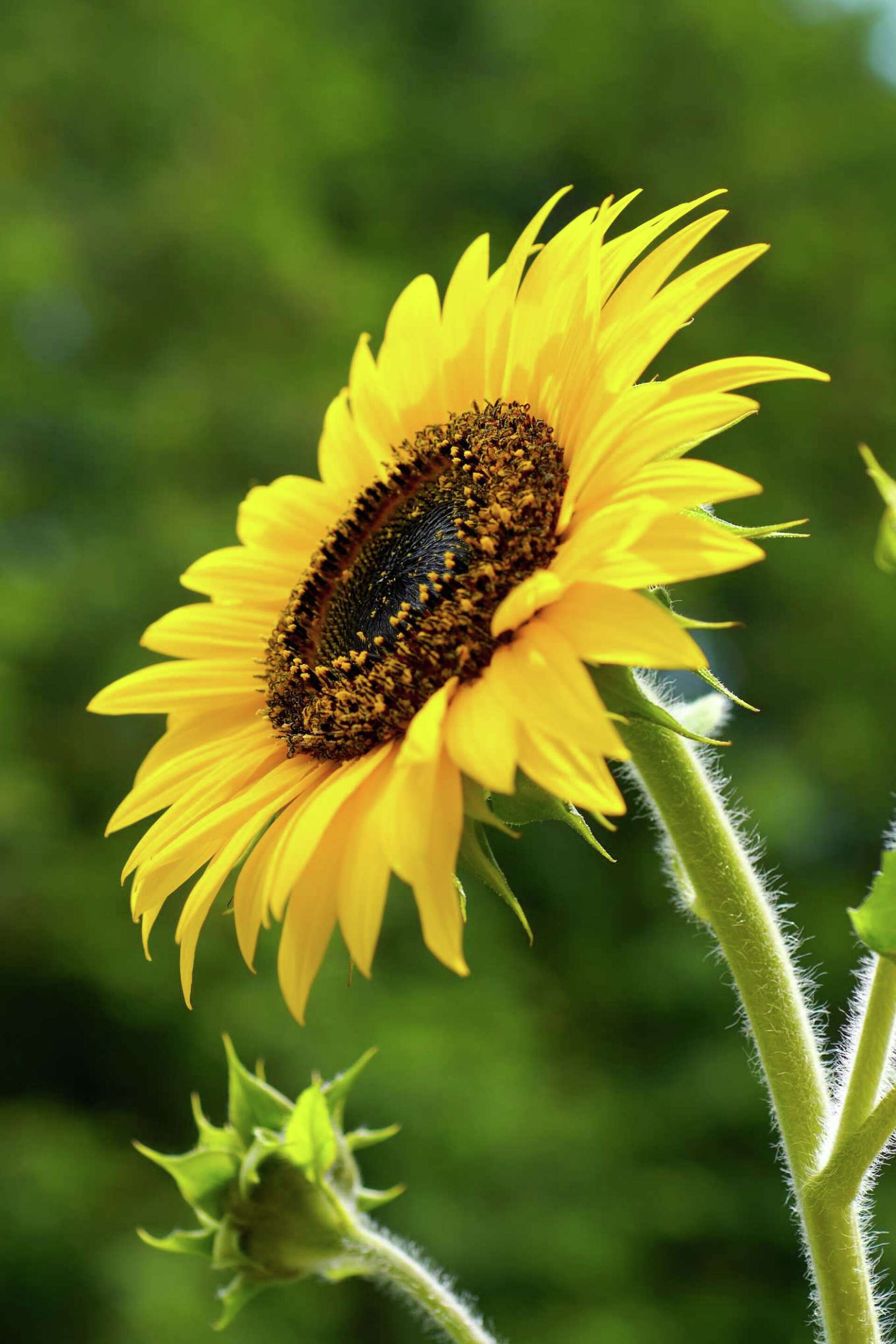 How to Protect Sunflowers From Rabbits