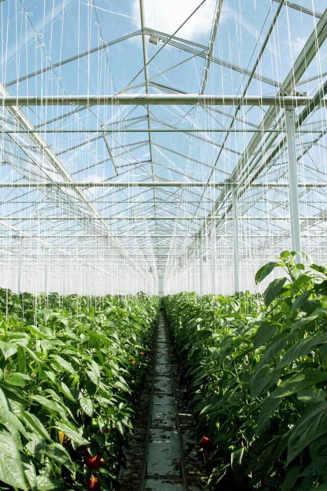 What Factors Influence the Function of a Greenhouse?