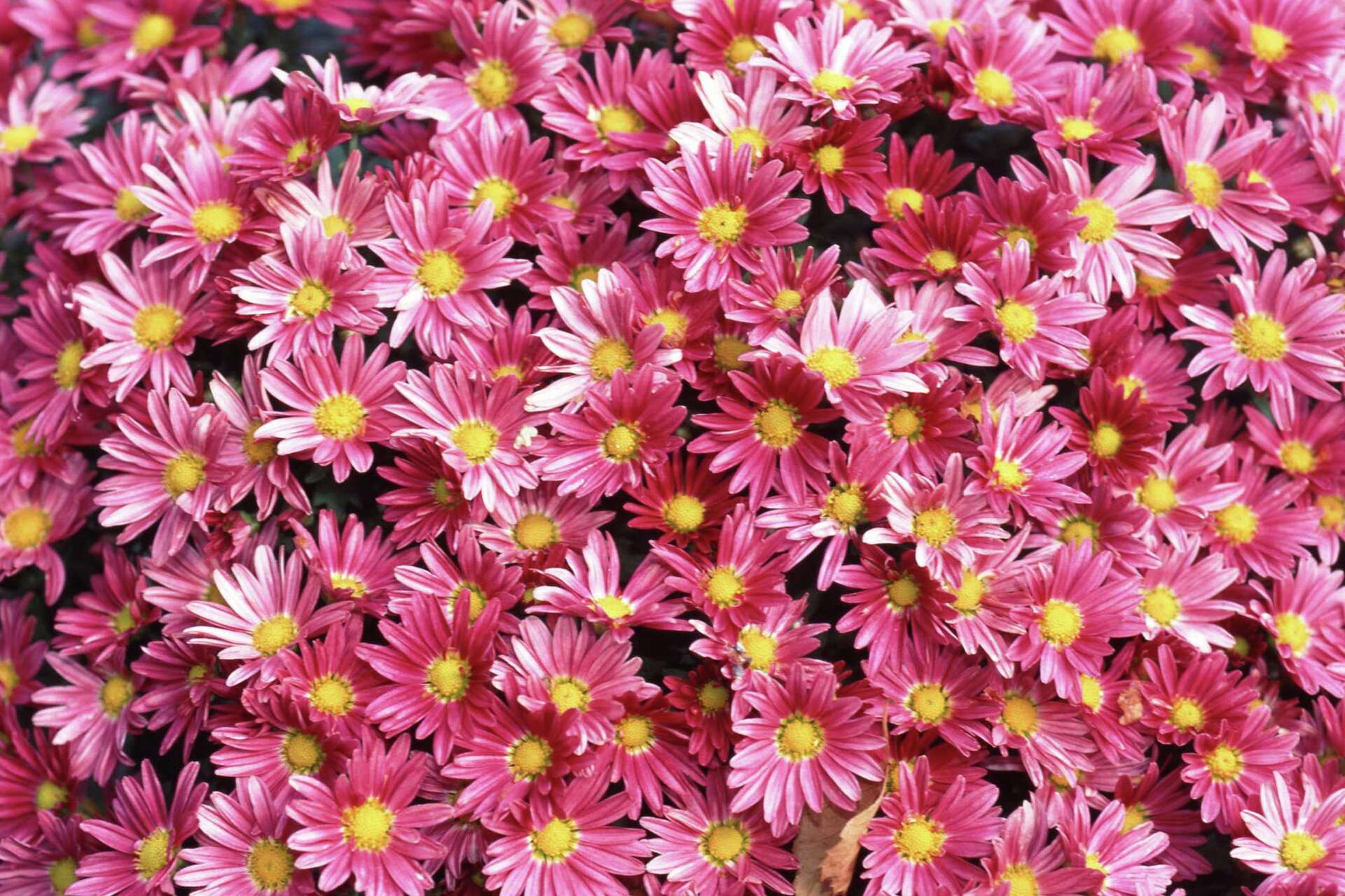 How to Transplant an Aster