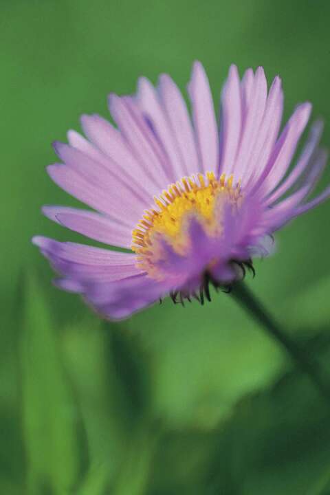 Do Perennial Asters Have Seeds?