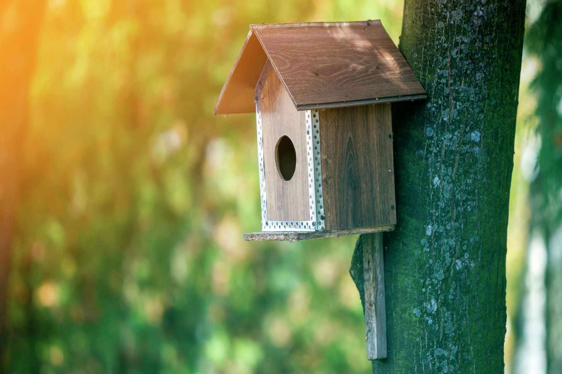 How to Attach a Birdhouse to a Tree Without Damage