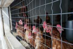 How to Attach Chicken Wire to Posts