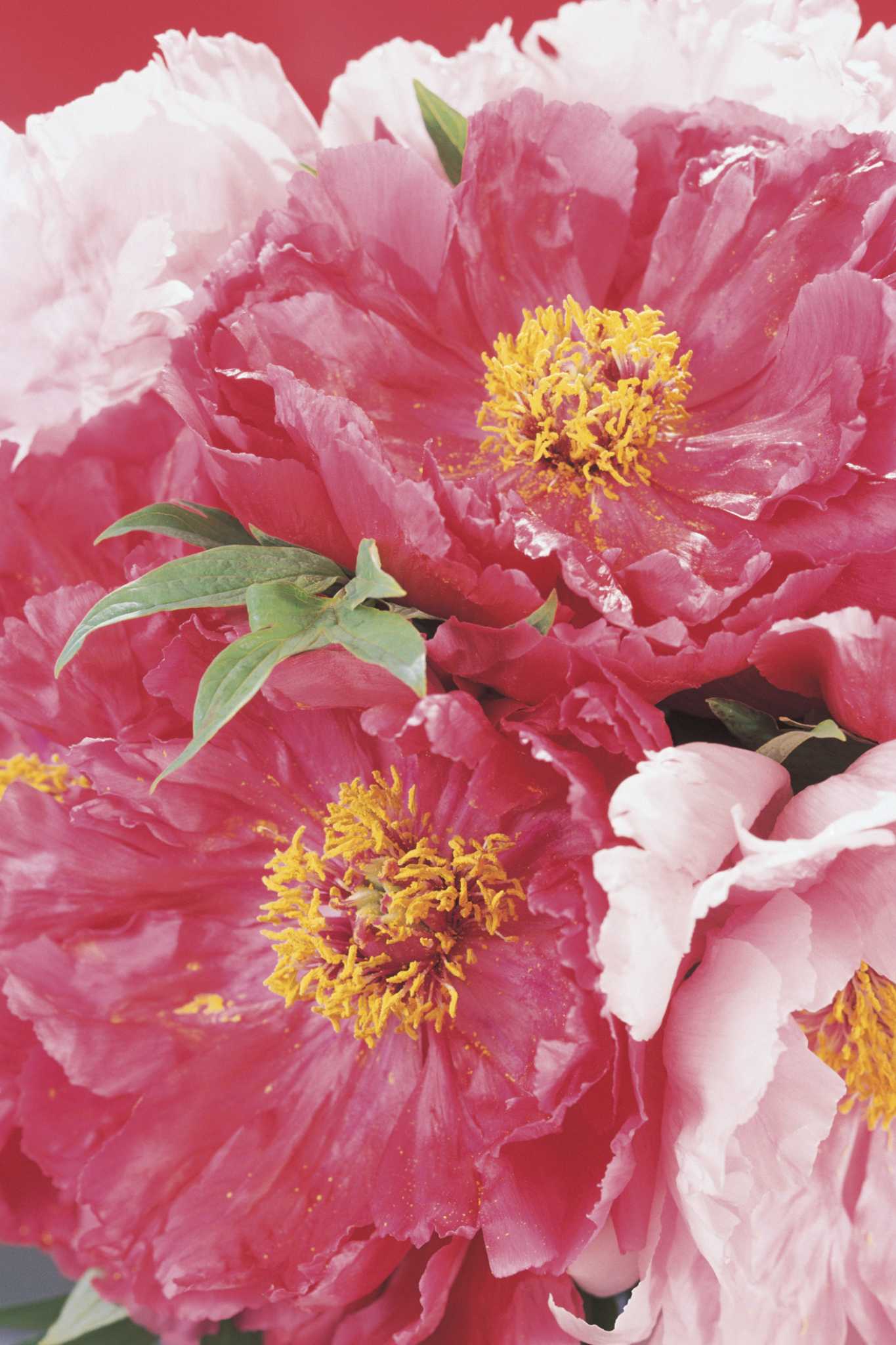 Parts of Peony Flowers