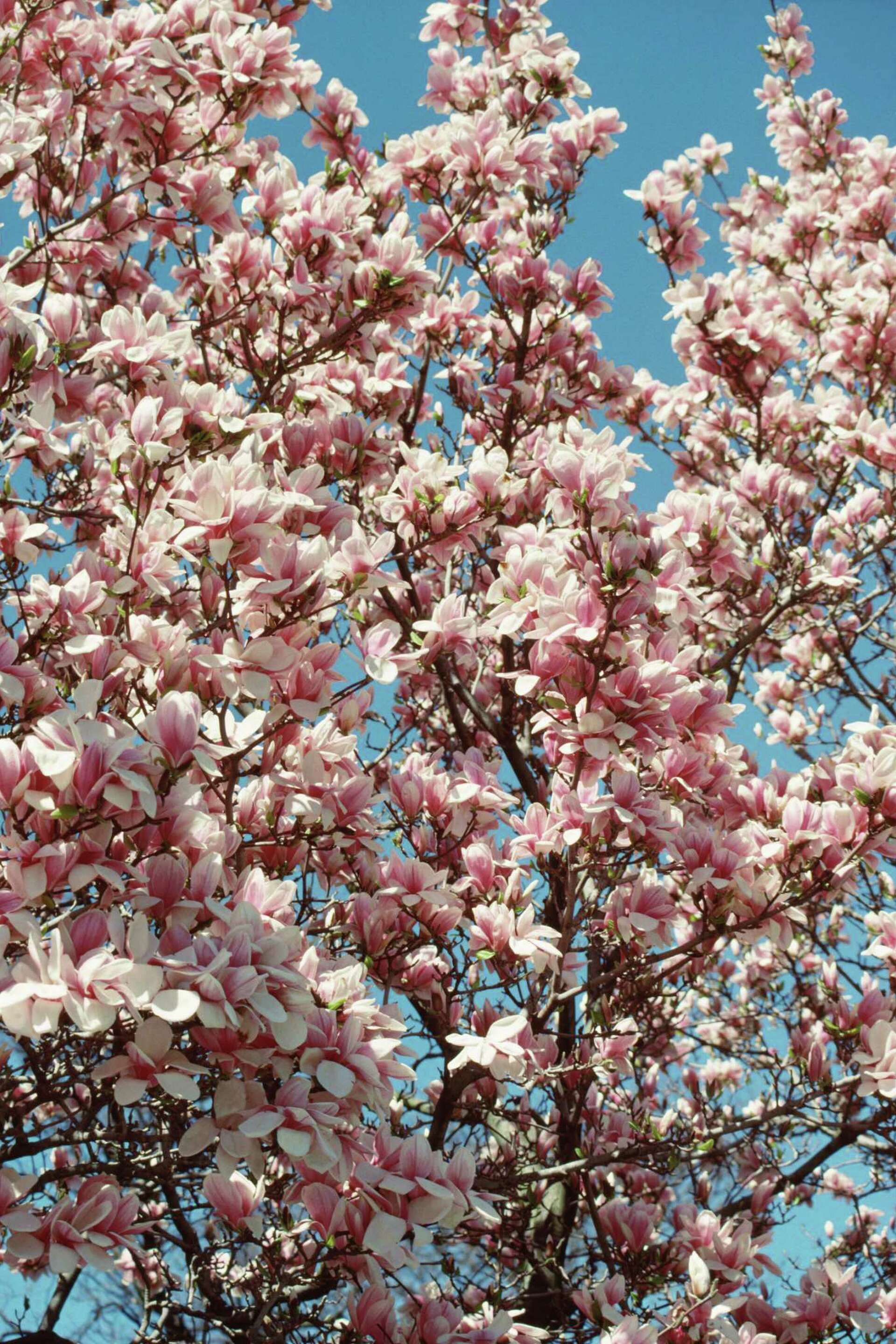How Far Away From a House to Plant a Magnolia Tree?