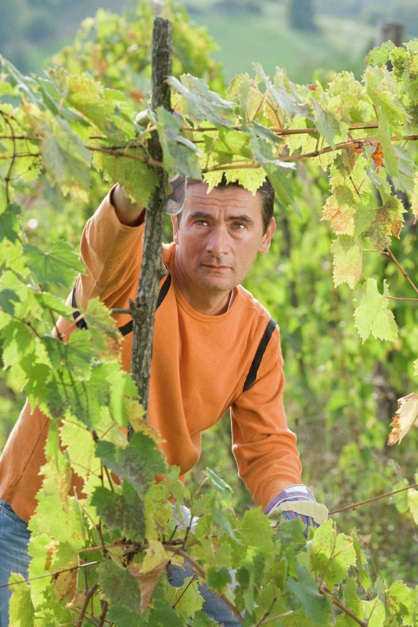 How to Stake a Grapevine