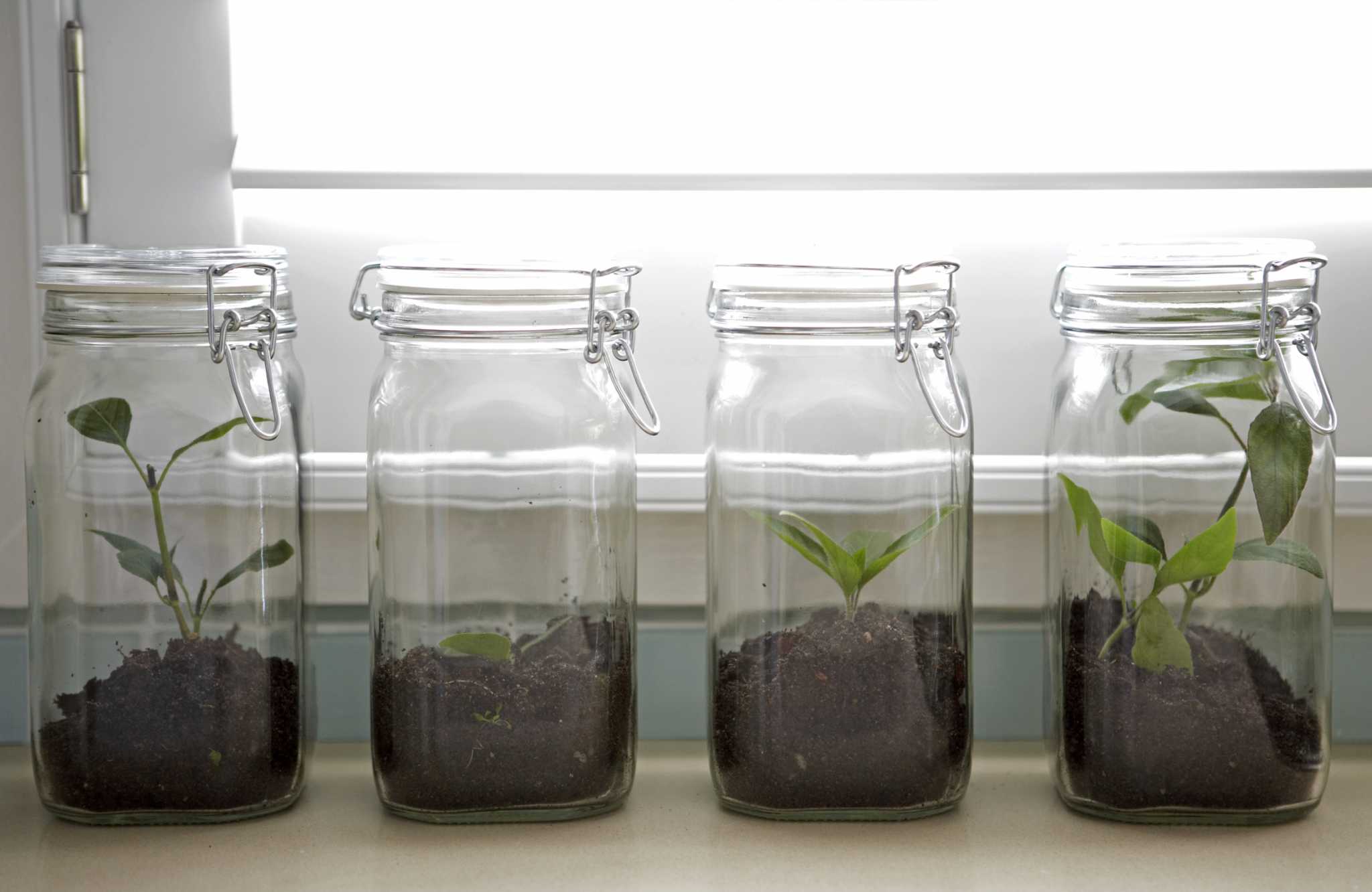 How Fast Do Ash Trees Grow?