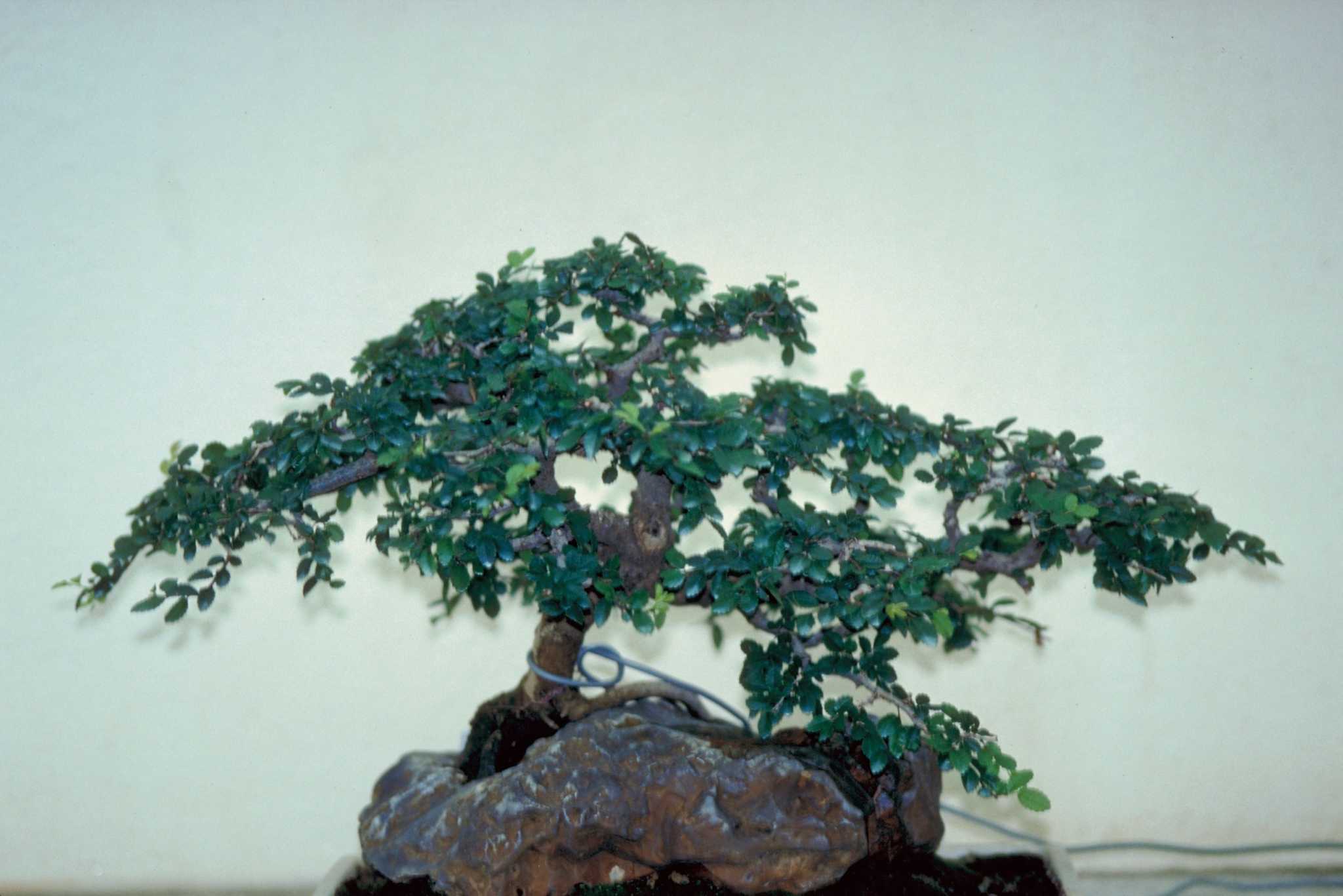 How Fast Does a Chinese Elm Tree Grow?