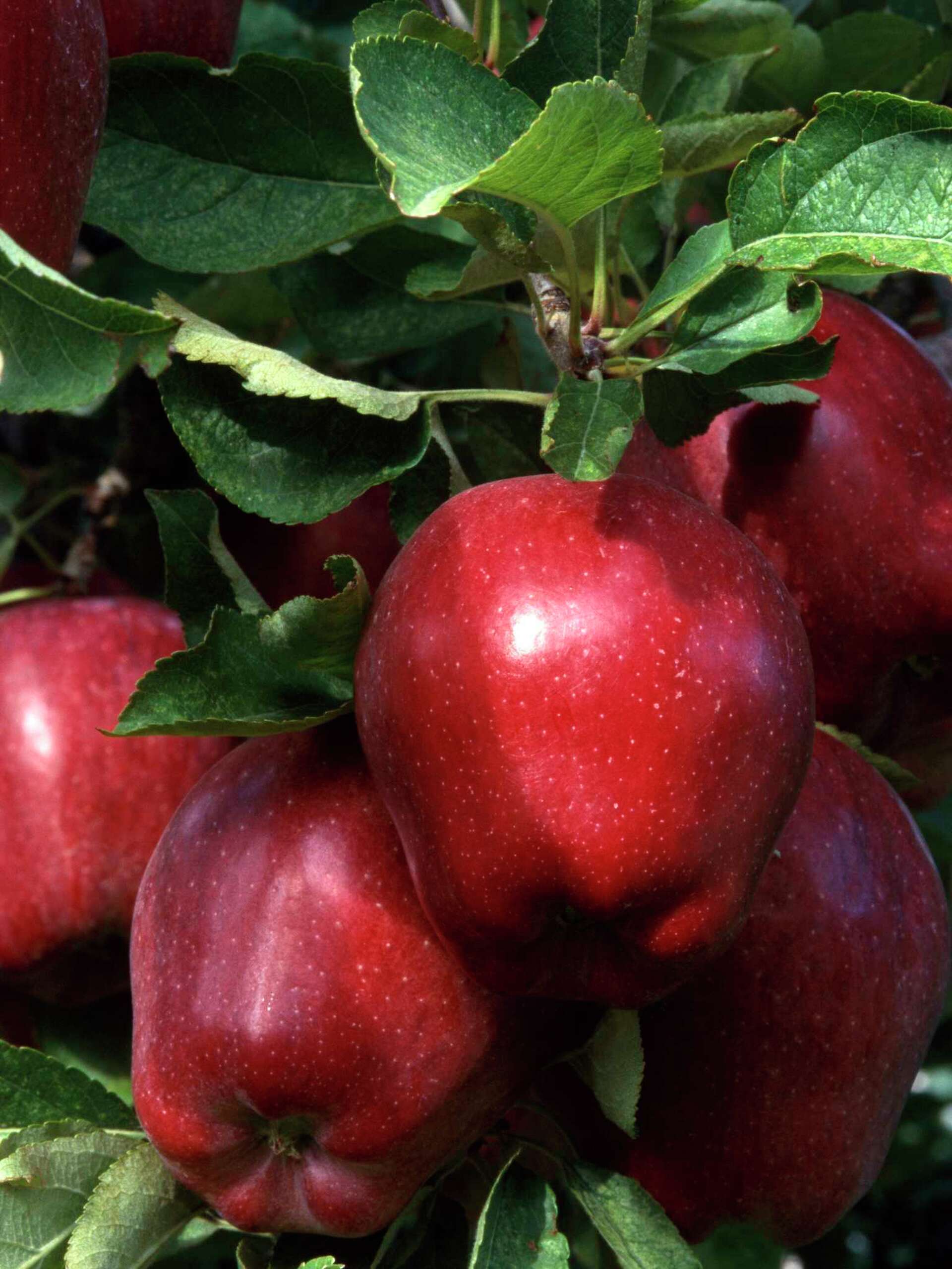 When Are Red Delicious Apples Ripe?