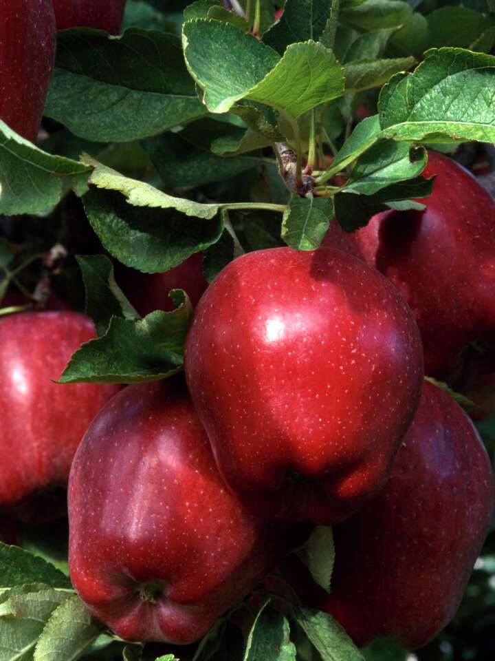 When Are Red Delicious Apples Ripe?