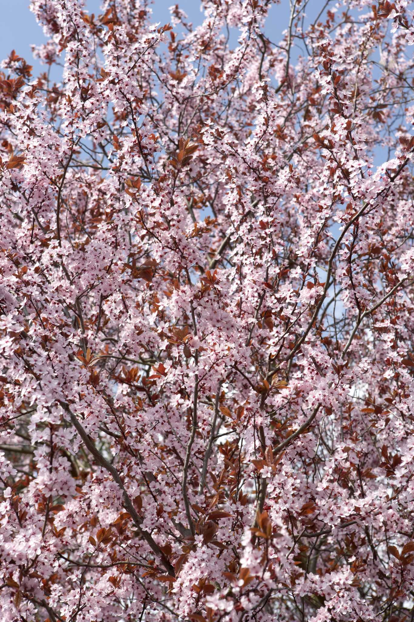 Fast Growing Flowering Cherry Trees