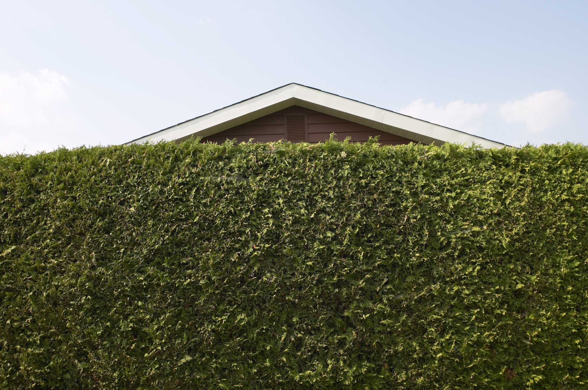 Plants That Are Used as Property Boundaries