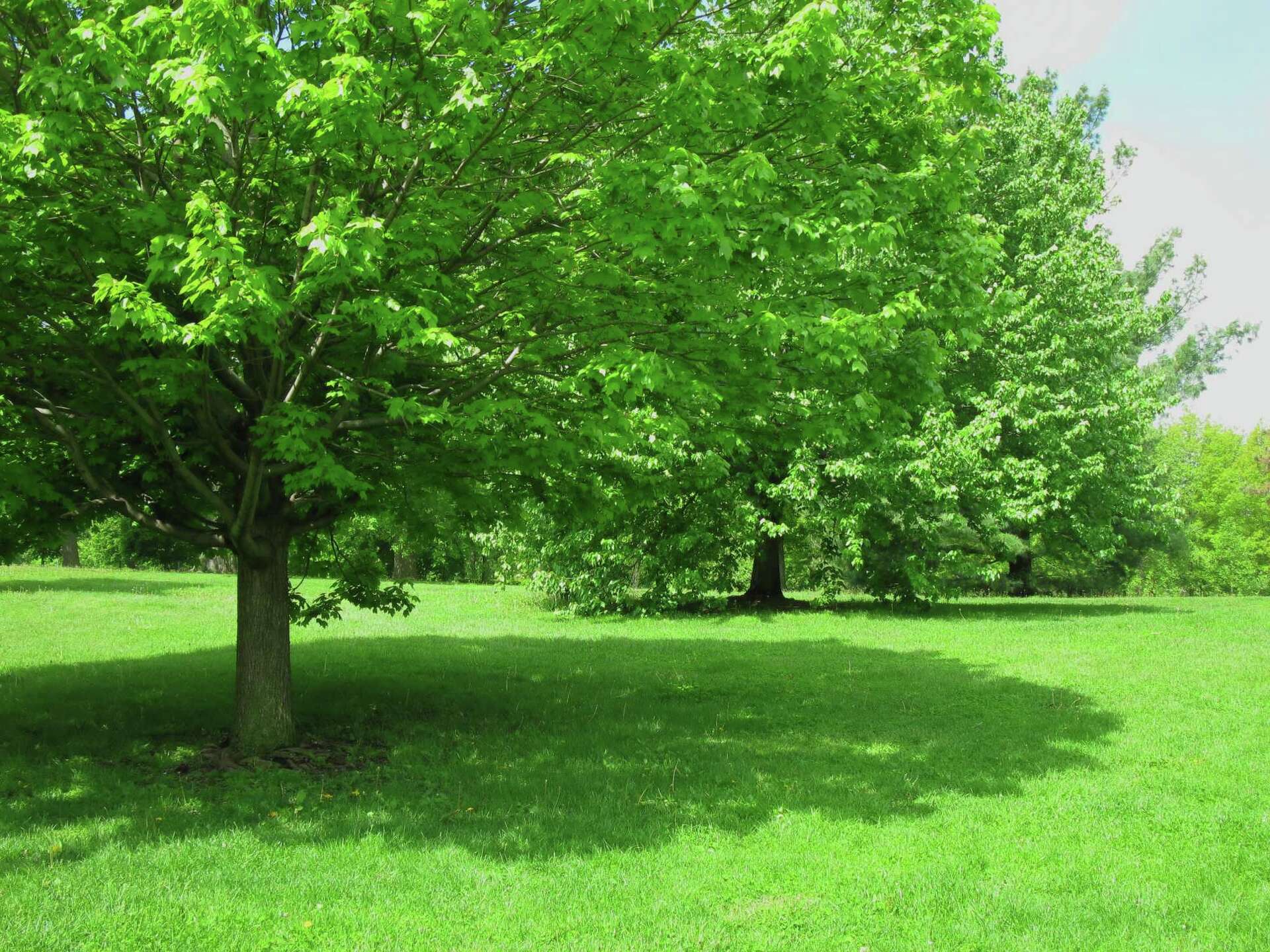 Fast-Growing Shade Trees That Won't Destroy Hardscape