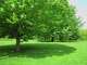 What Is a Good Shade Tree That Does Not Shed Its Leaves and Doesn't Get ...